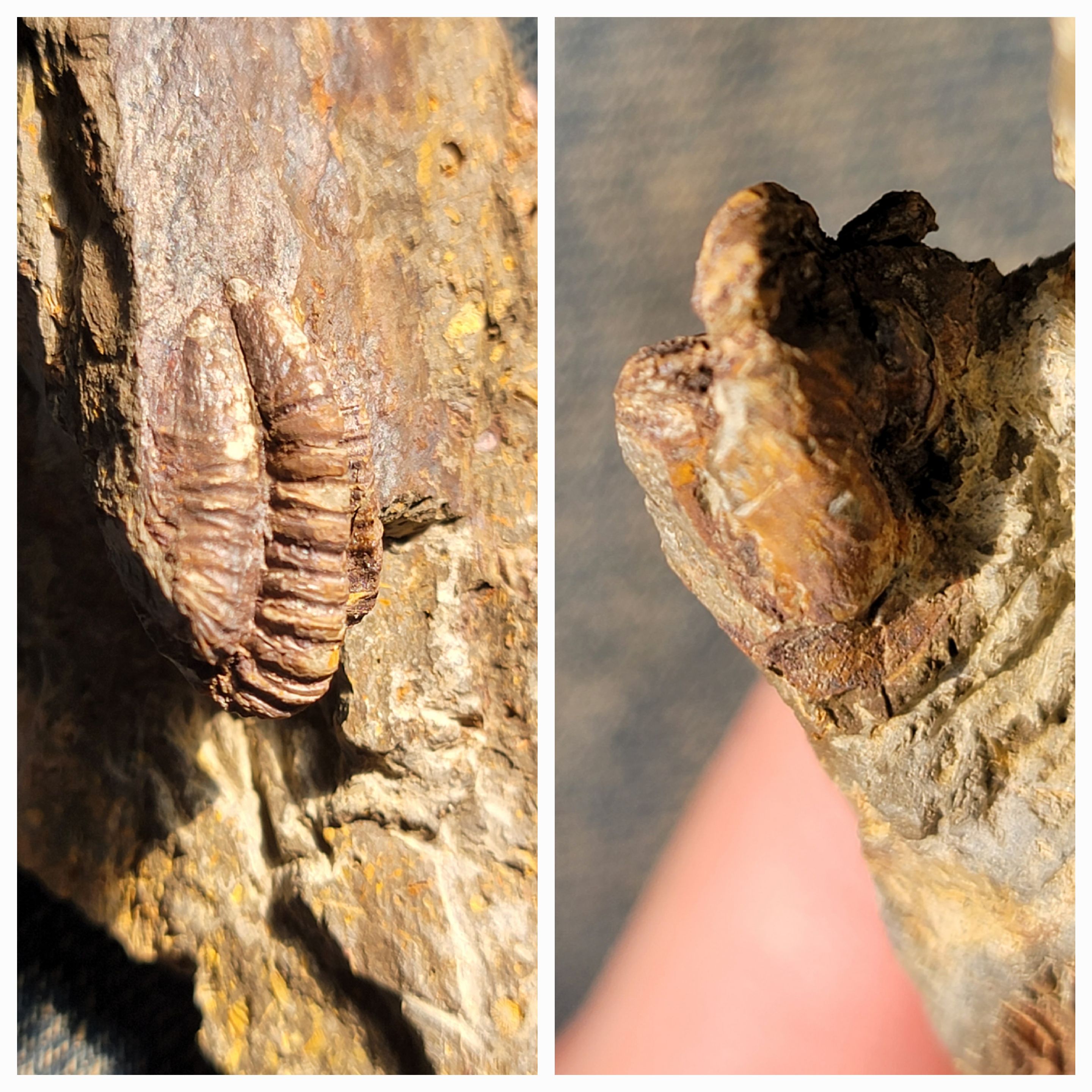 A good day at the Suedburg fossil pit - Fossil Hunting Trips - The ...