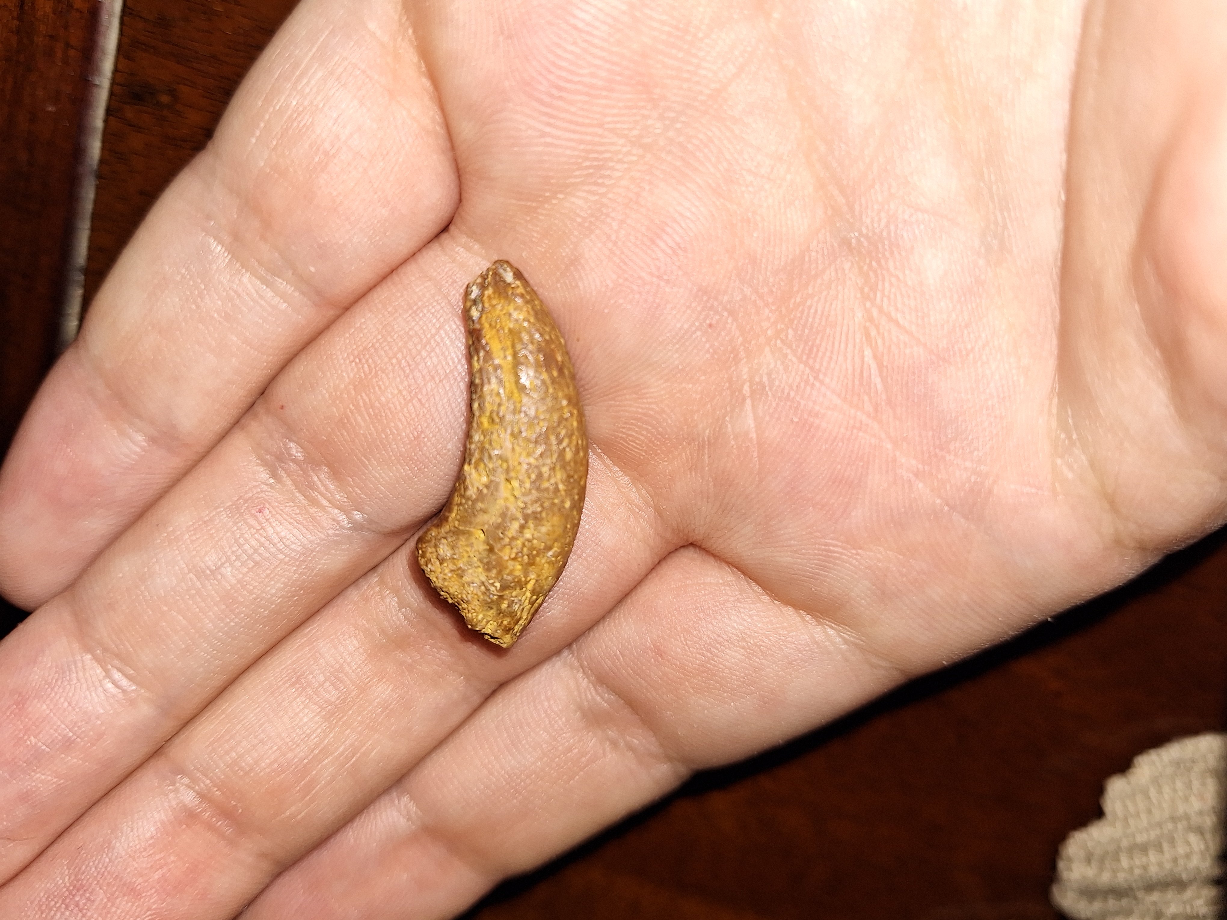 Indeterminate claw from Morocco, Kem Kem. - Fossil ID - The Fossil Forum