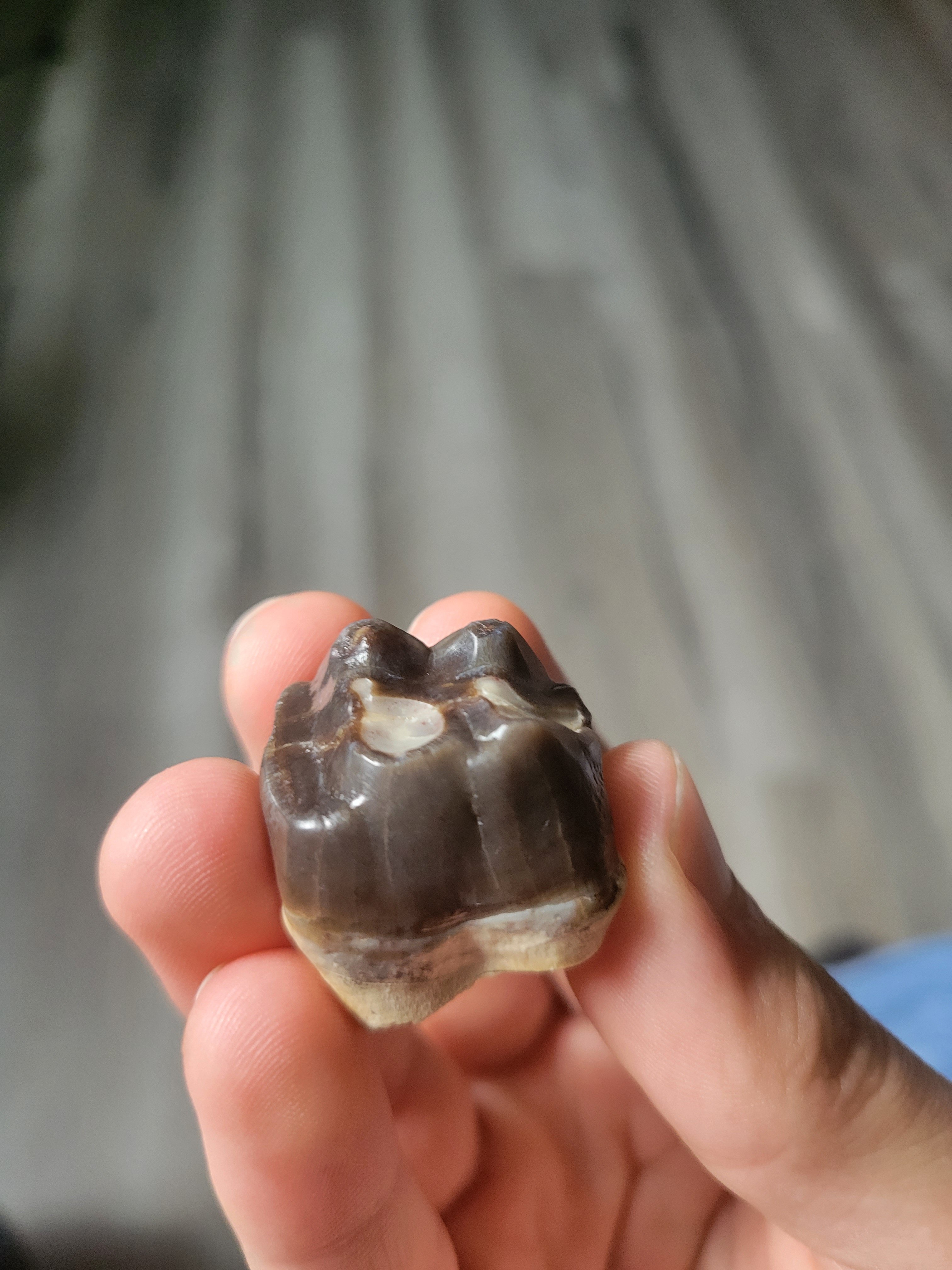 Entelodont - Fossil ID - The Fossil Forum