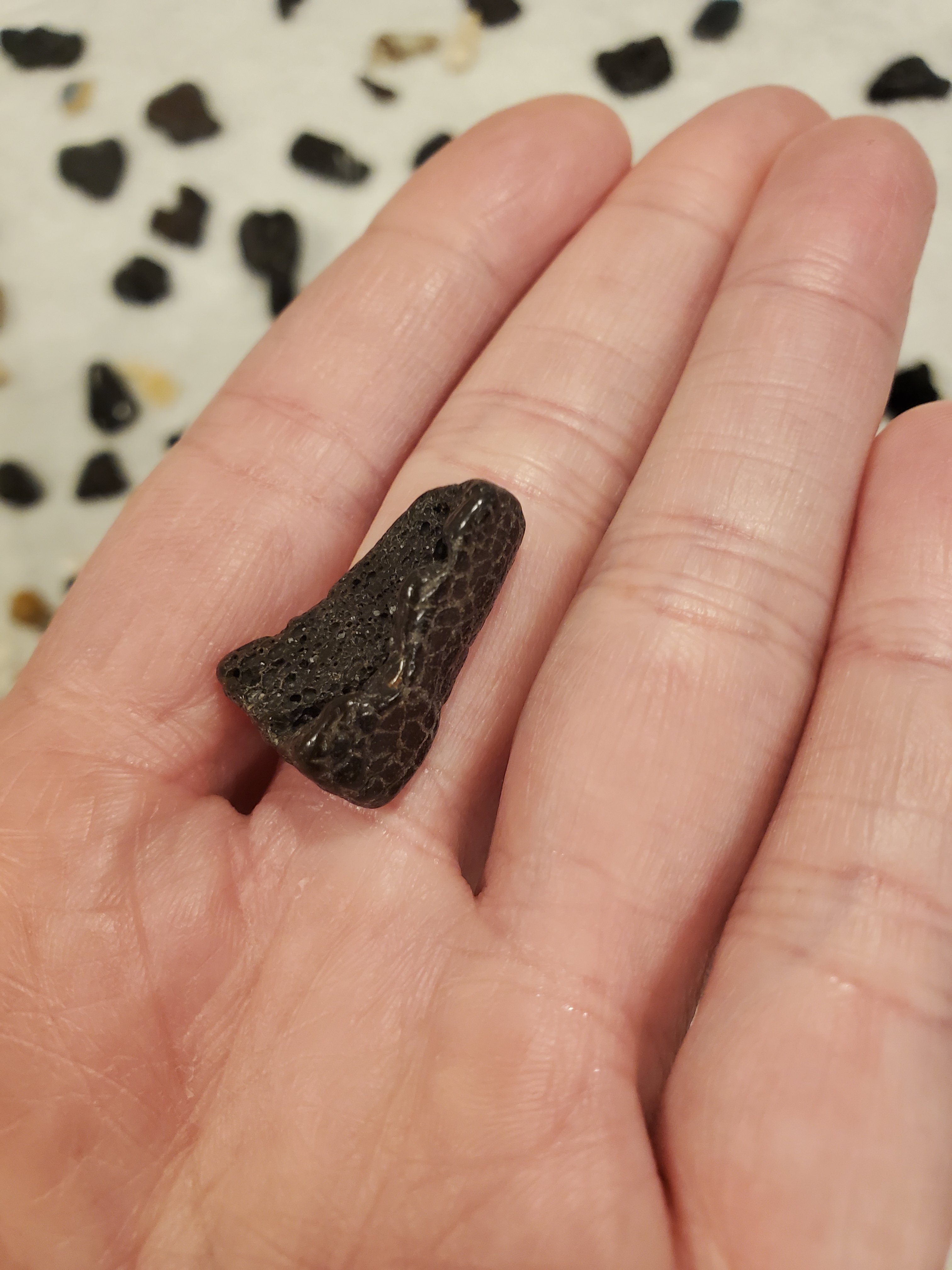 ID Unkown beach fossils? Ponte Vedra Beach, Florida - Fossil ID - The ...
