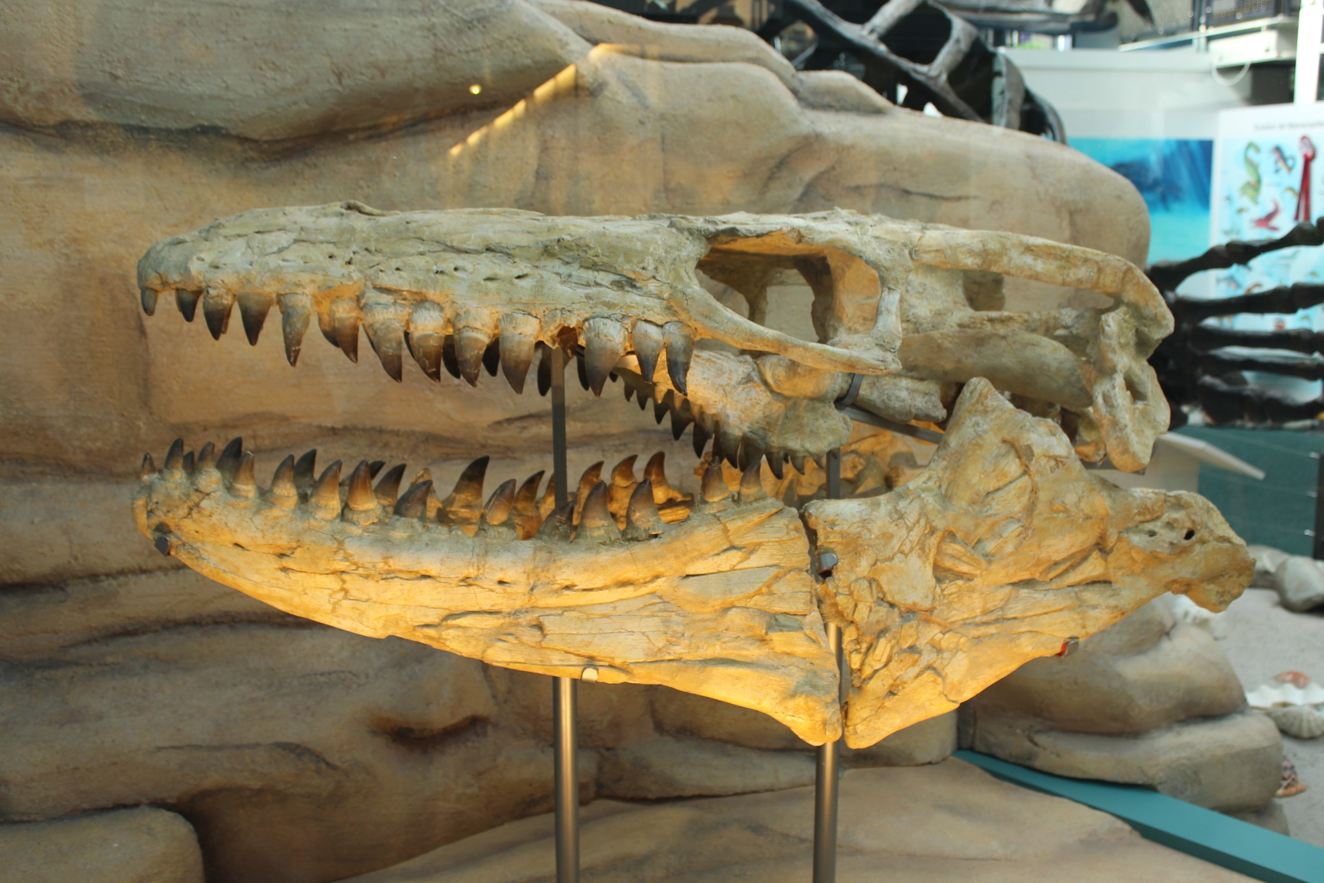 Mosasaur full size estimate from lower jaw - Questions & Answers - The ...