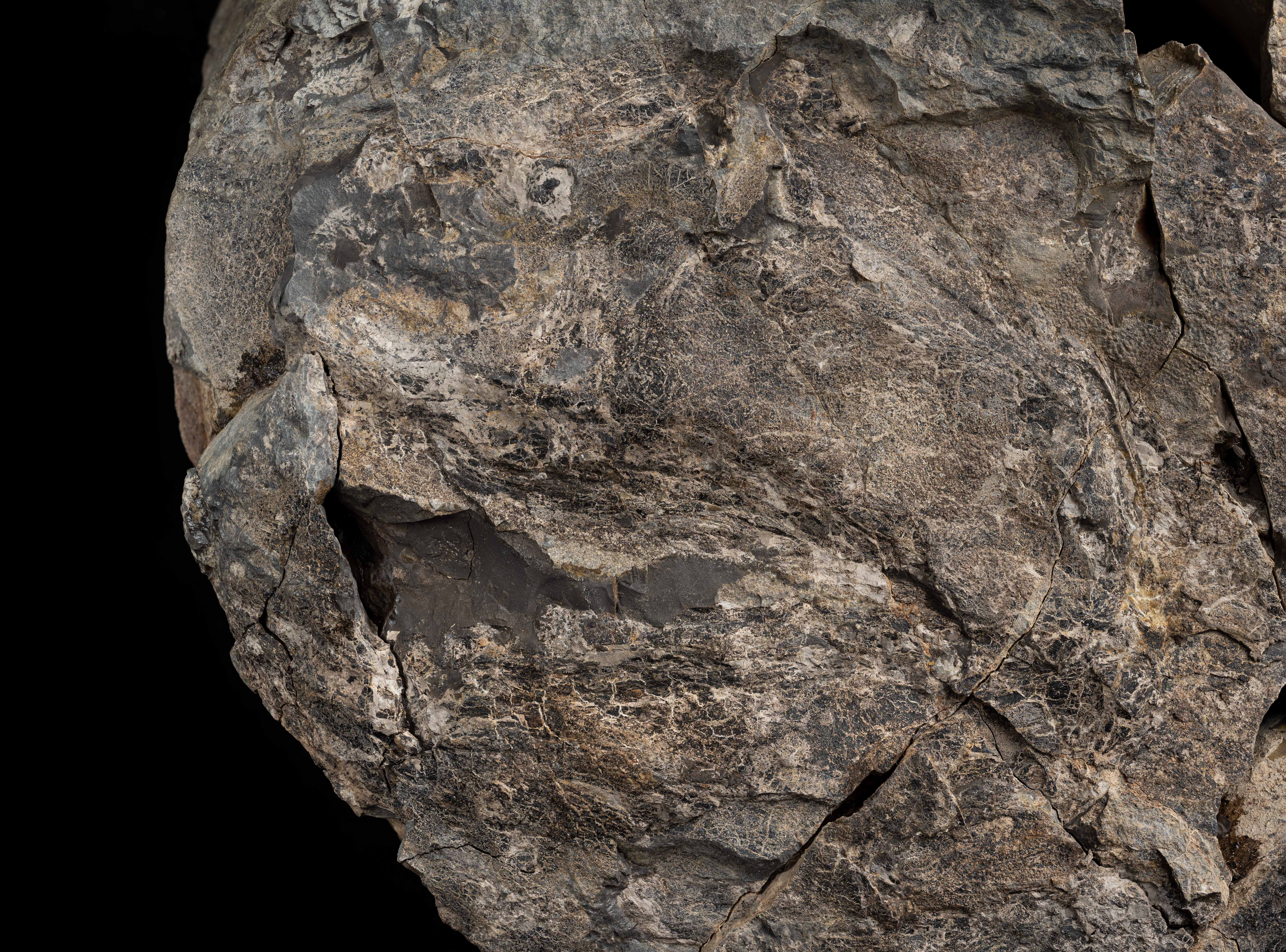 Large Triassic fish from Sydney - Fossil ID - The Fossil Forum