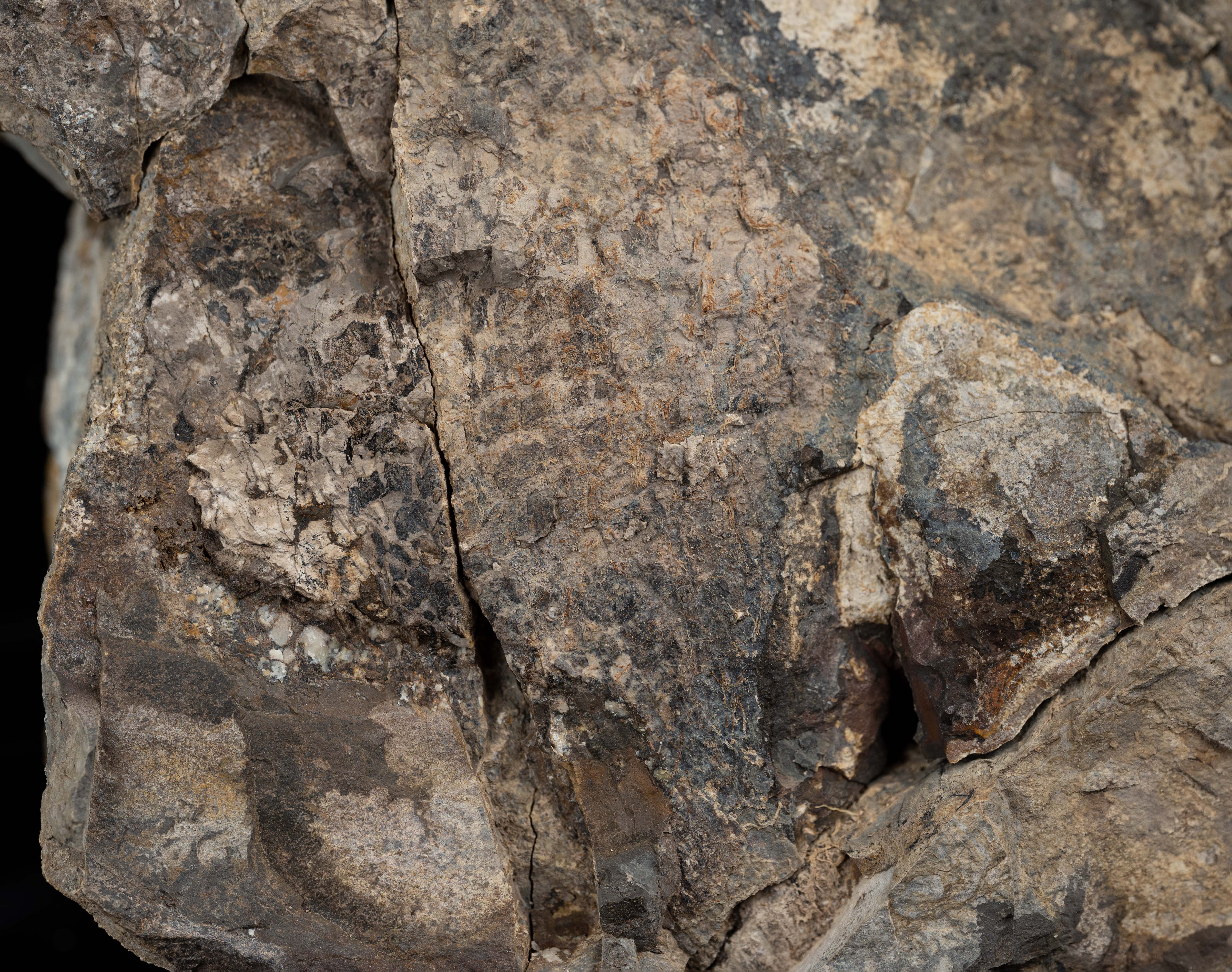 Large Triassic fish from Sydney - Fossil ID - The Fossil Forum