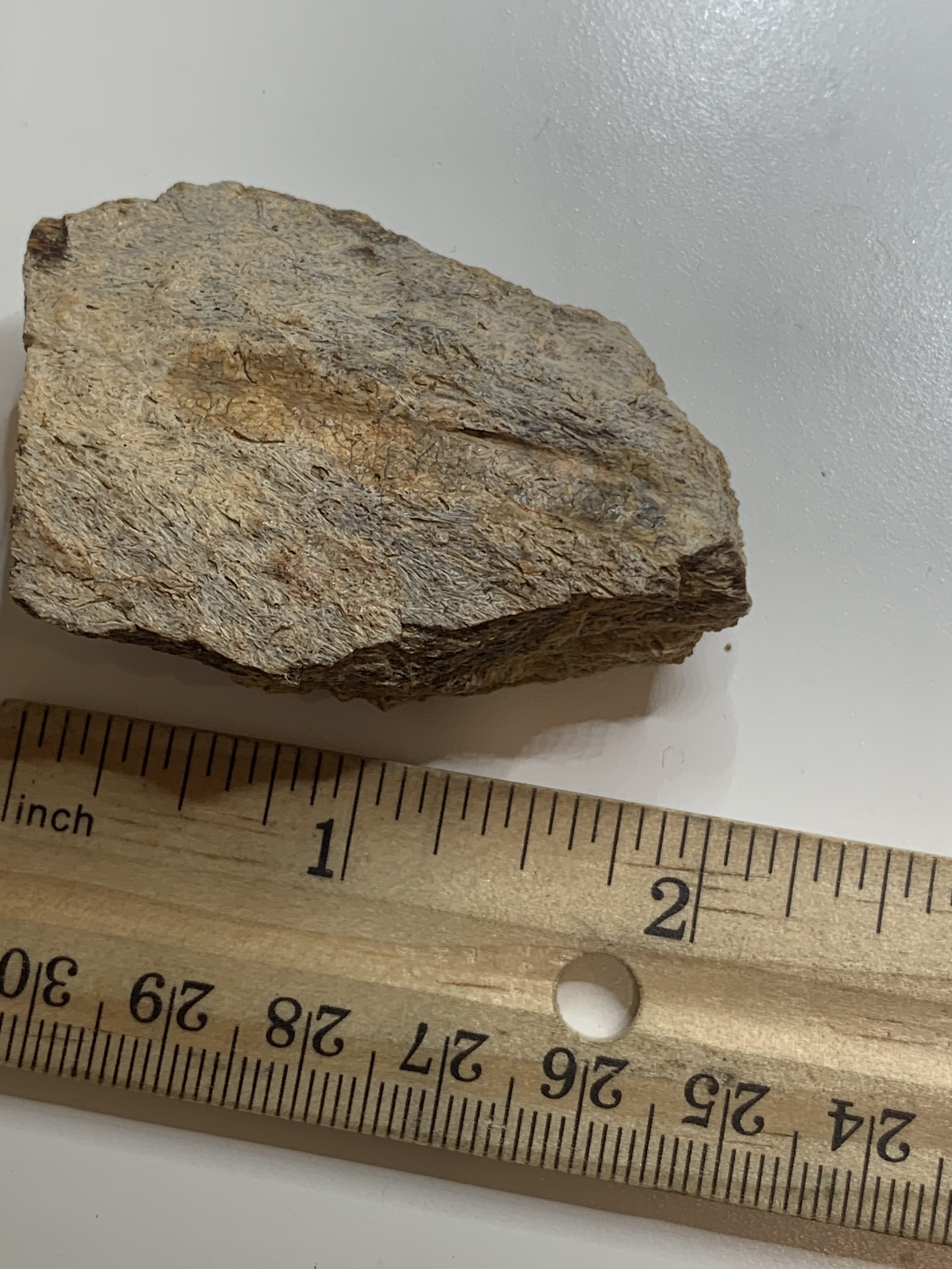 Lance formation fossils - Fossil ID - The Fossil Forum