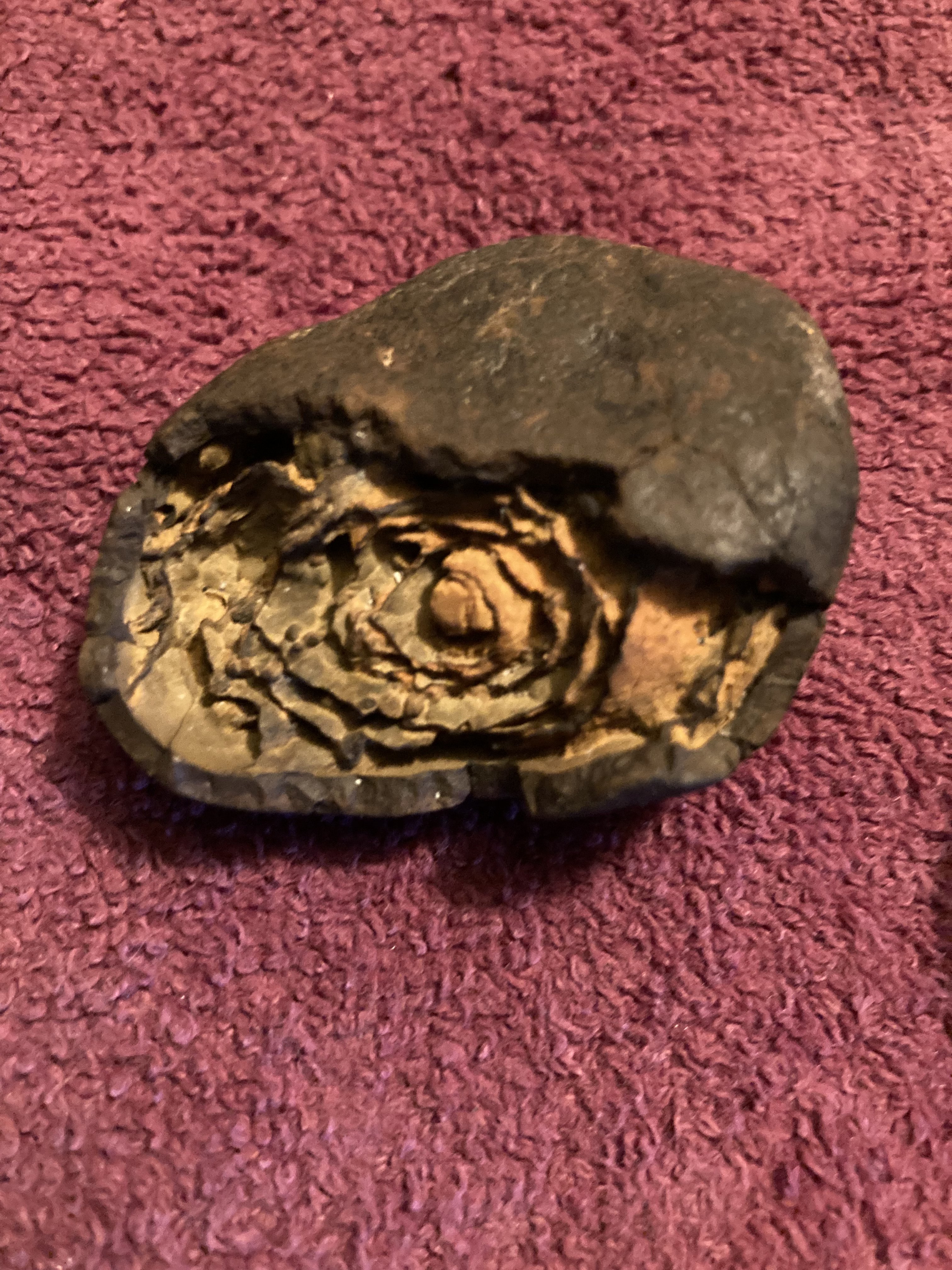 Fossil found on beach - Fossil ID - The Fossil Forum