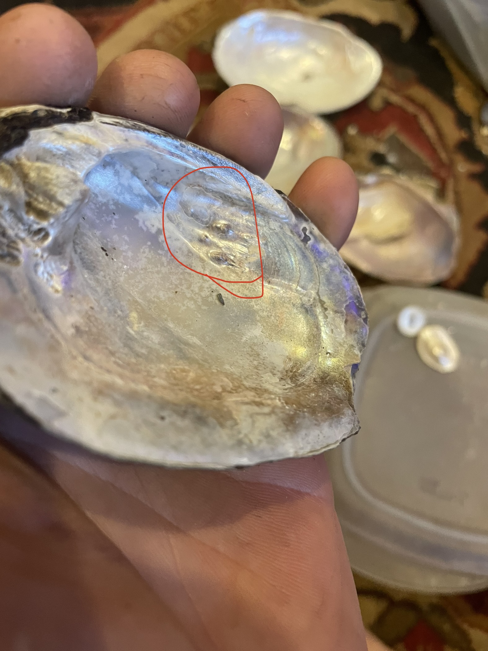 Texas river blister pearls finds examples - Rocks & Minerals - The ...
