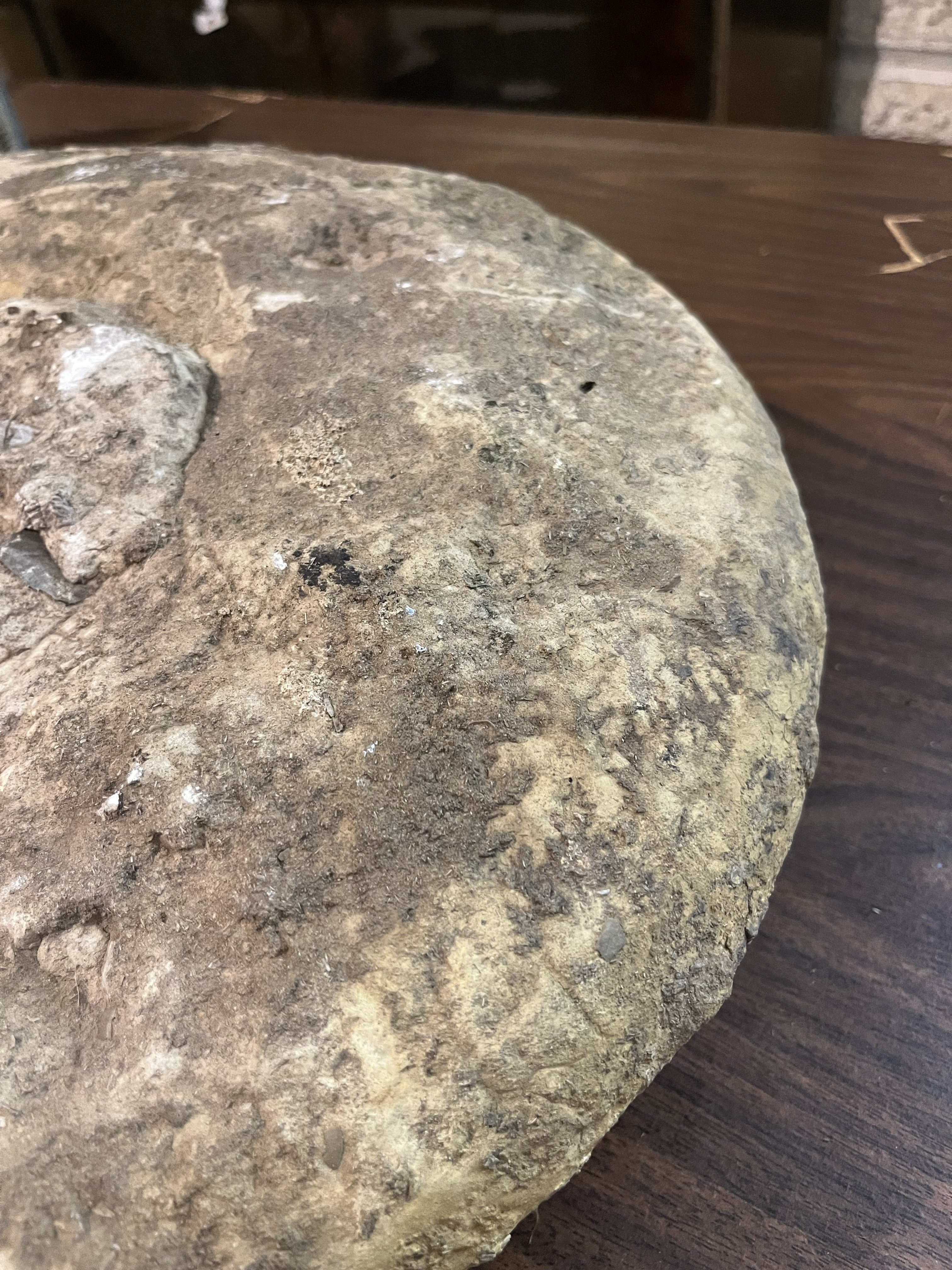Real or concrete? - Fossil ID - The Fossil Forum