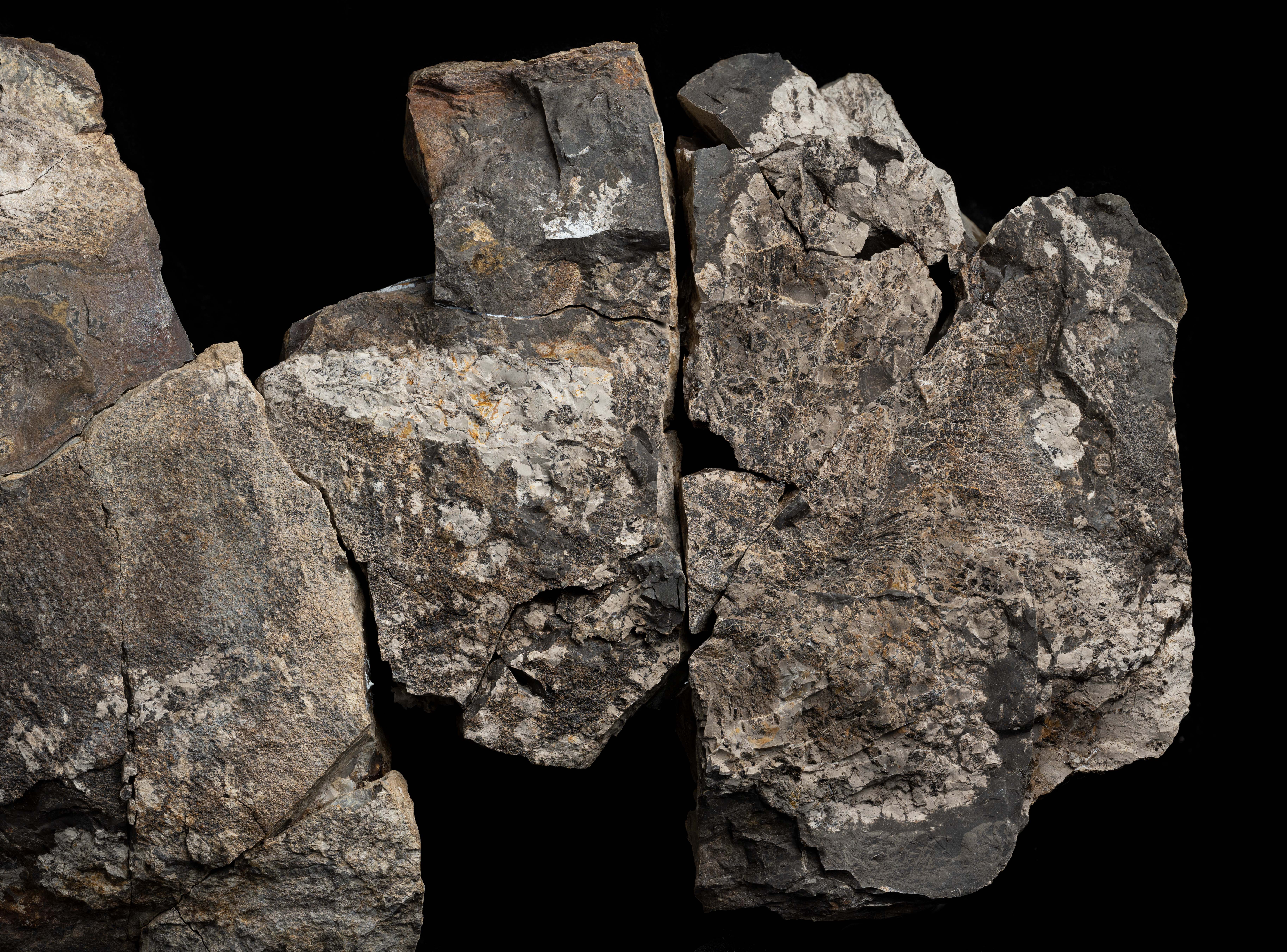 Large Triassic fish from Sydney - Fossil ID - The Fossil Forum