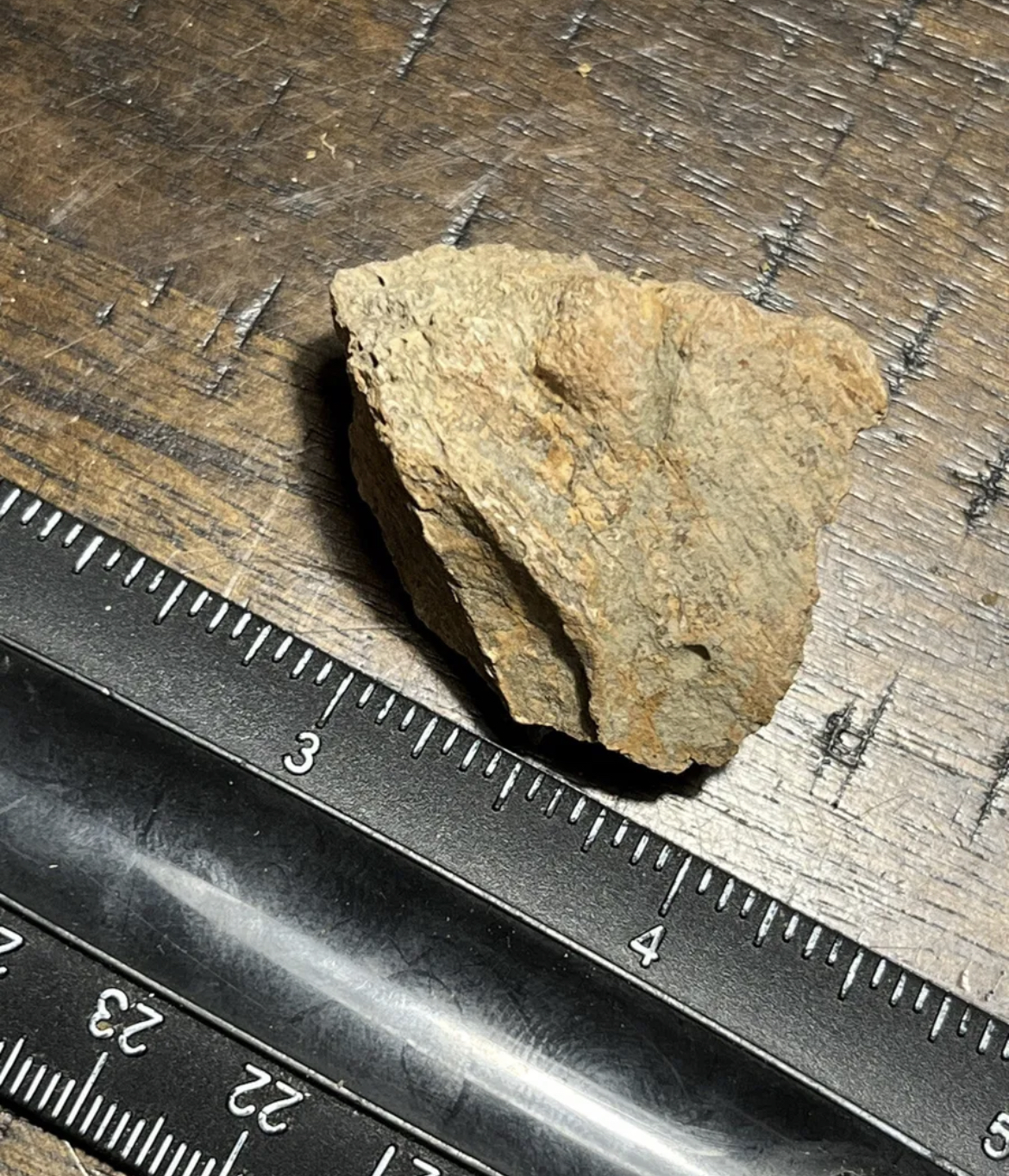 Ankylosaurs osteoderm? - Fossil ID - The Fossil Forum