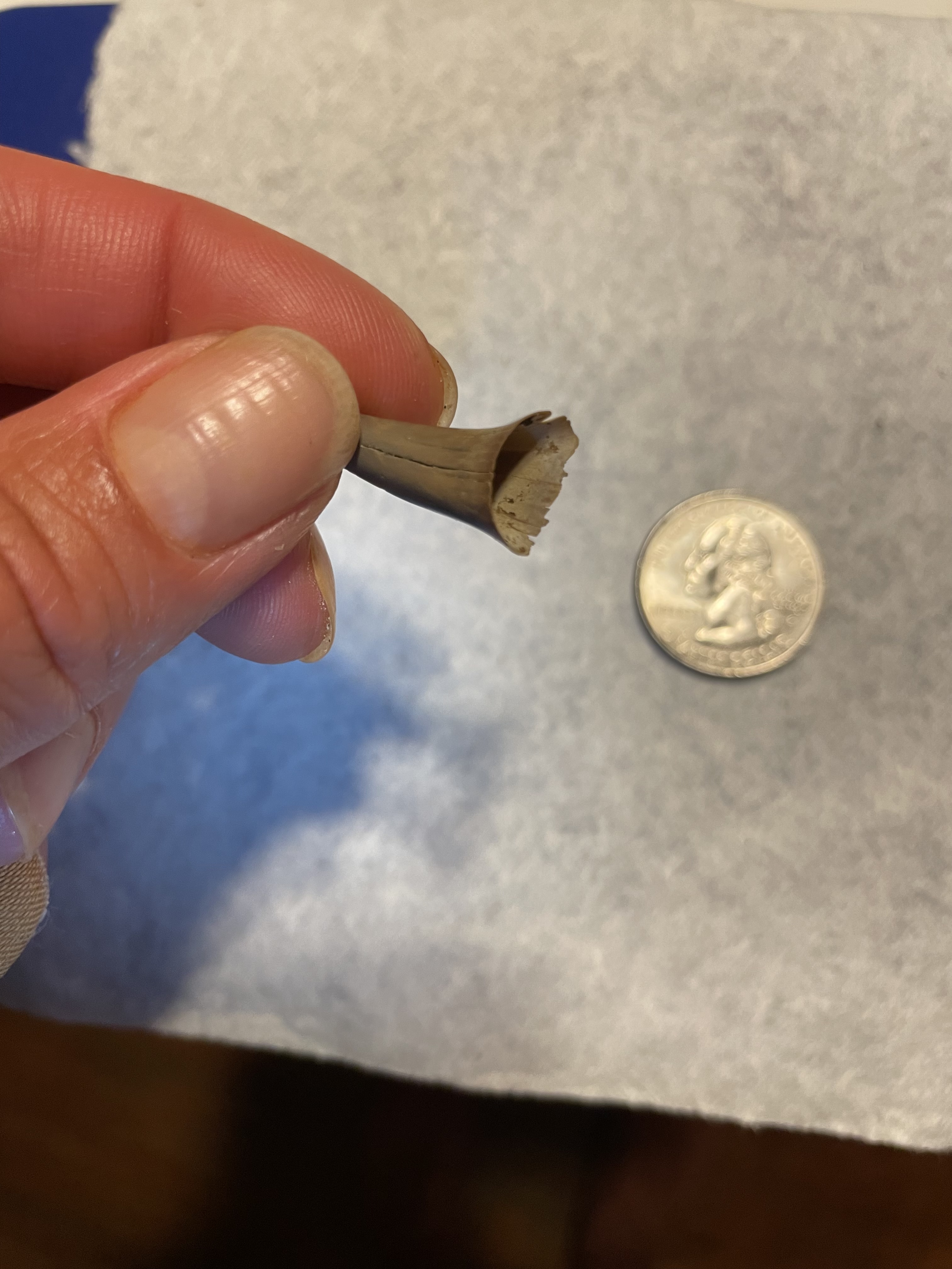 Hollow Shark Tooth ID - Fossil ID - The Fossil Forum