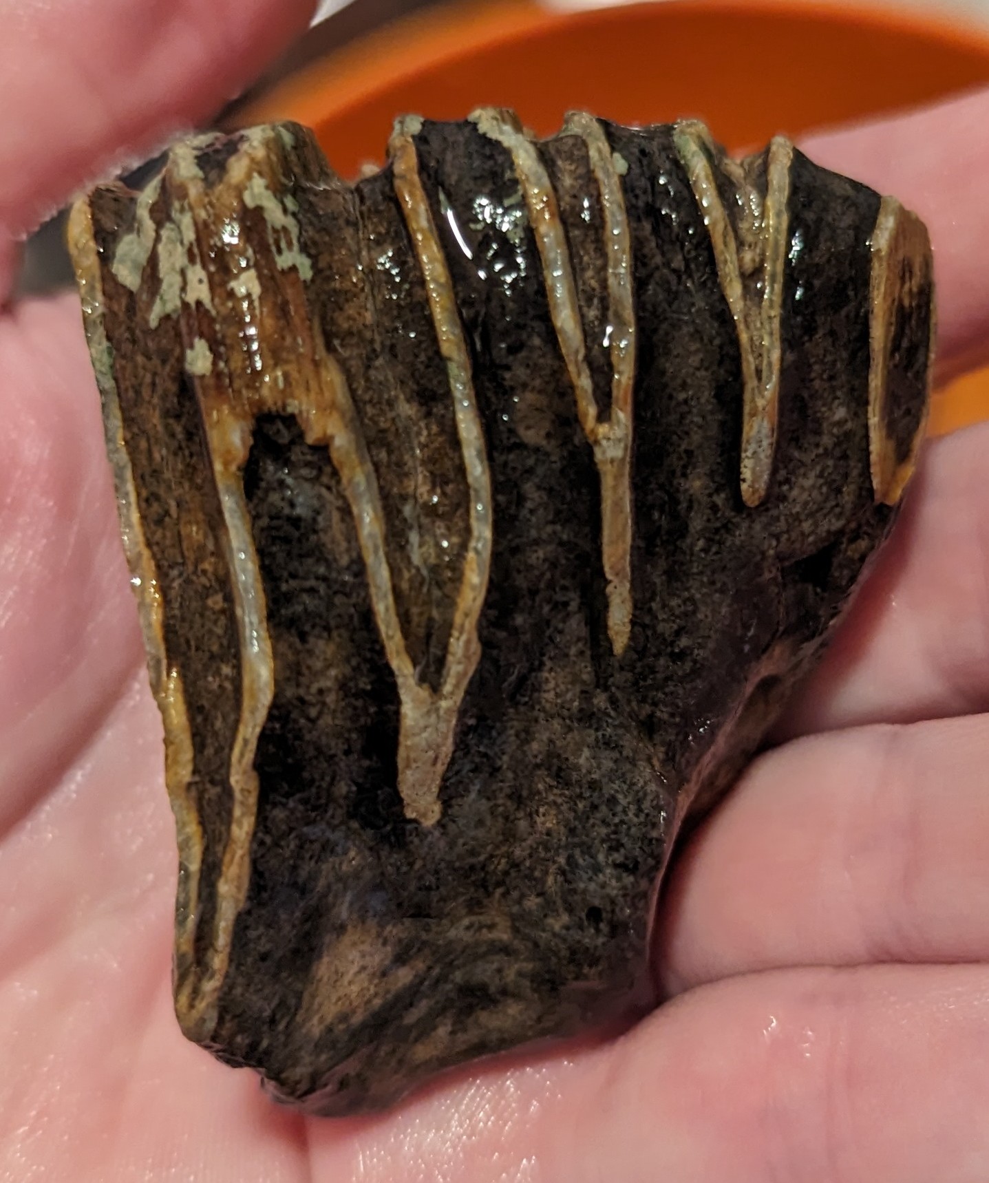 Mammoth Tooth--Juvenile or Spit? - Fossil ID - The Fossil Forum