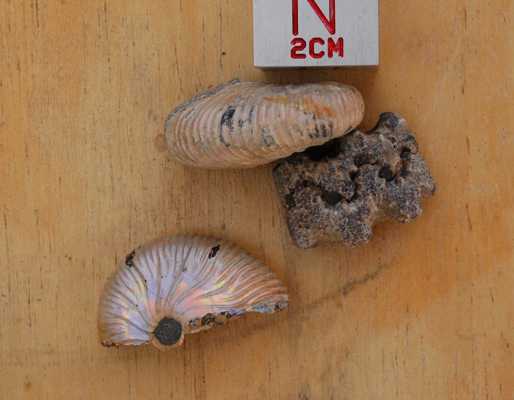 Scaphites - name, location? (U.S. Northern Plains) - Fossil ID - The ...