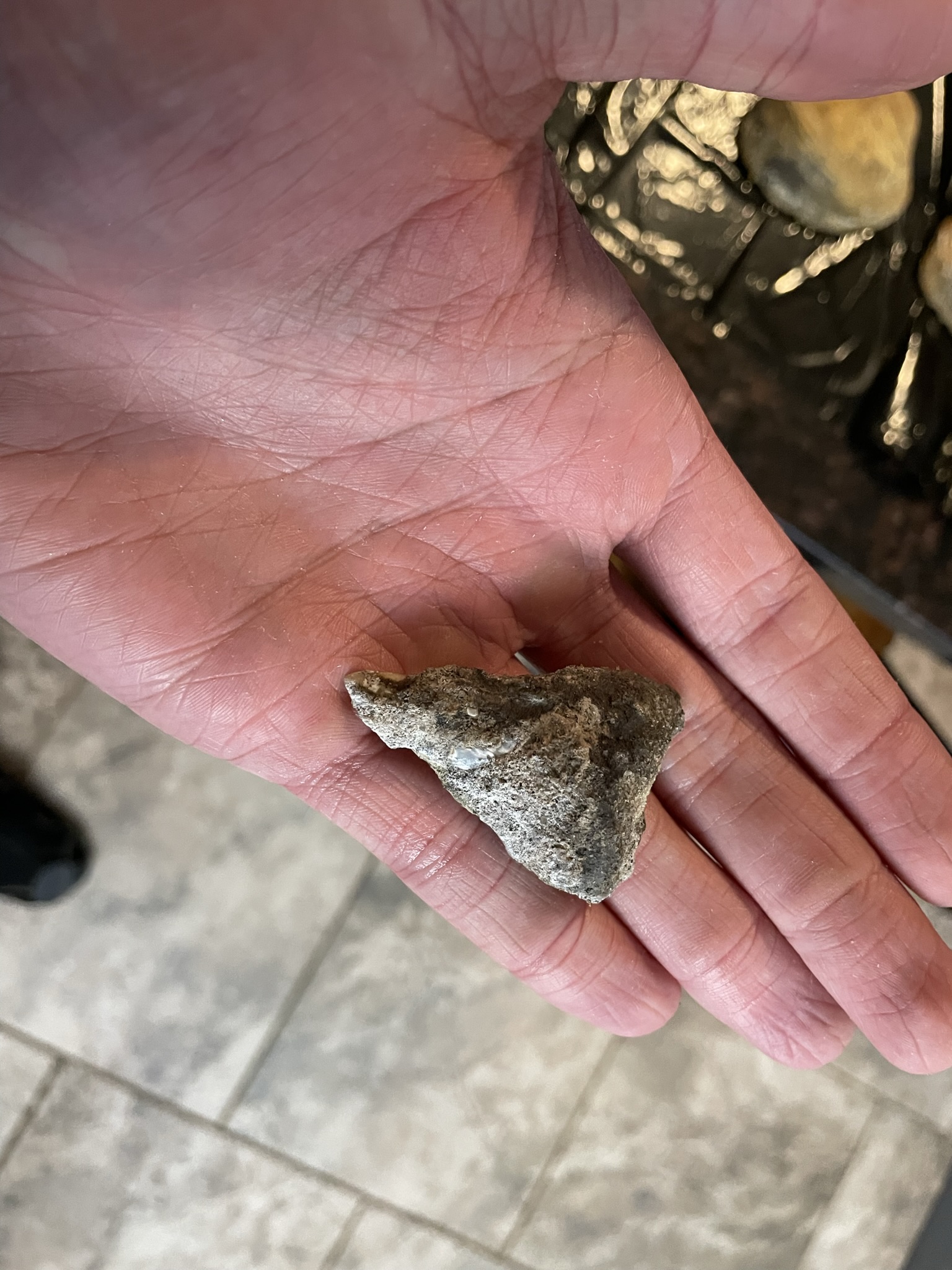 Best way to remove the matrix off a shark tooth. - Fossil Preparation ...
