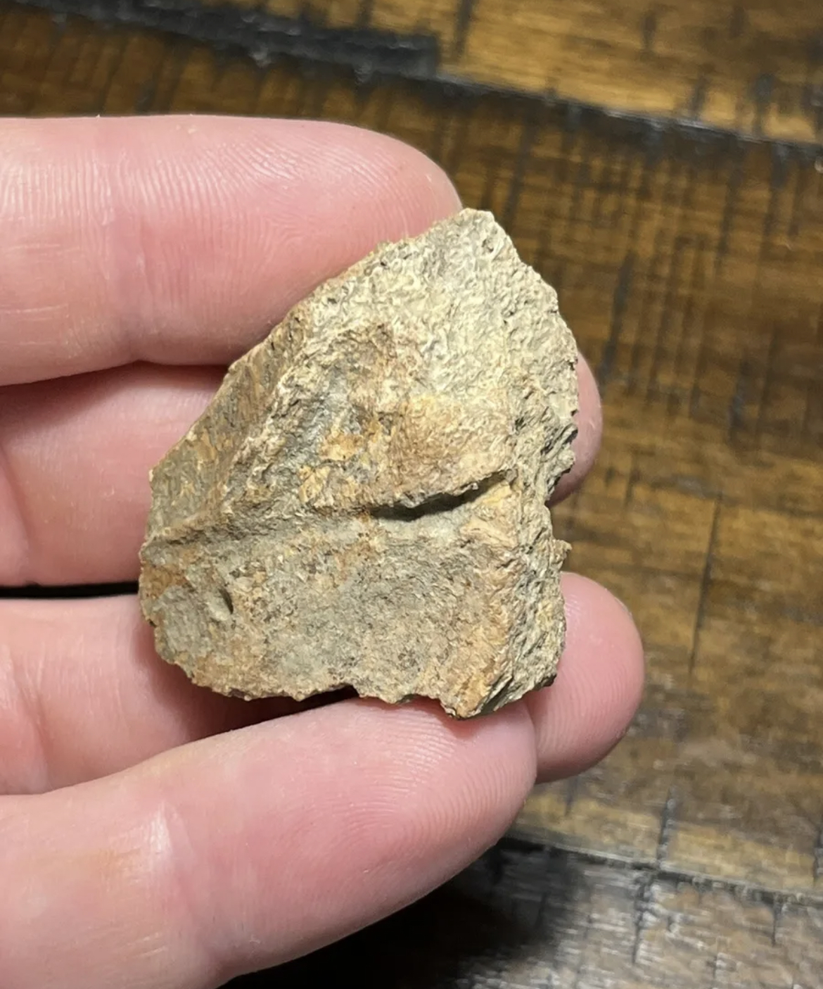 Ankylosaurs osteoderm? - Fossil ID - The Fossil Forum