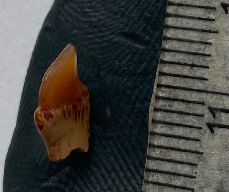 Pleistocene unusual tooth fish - Fossil ID - The Fossil Forum