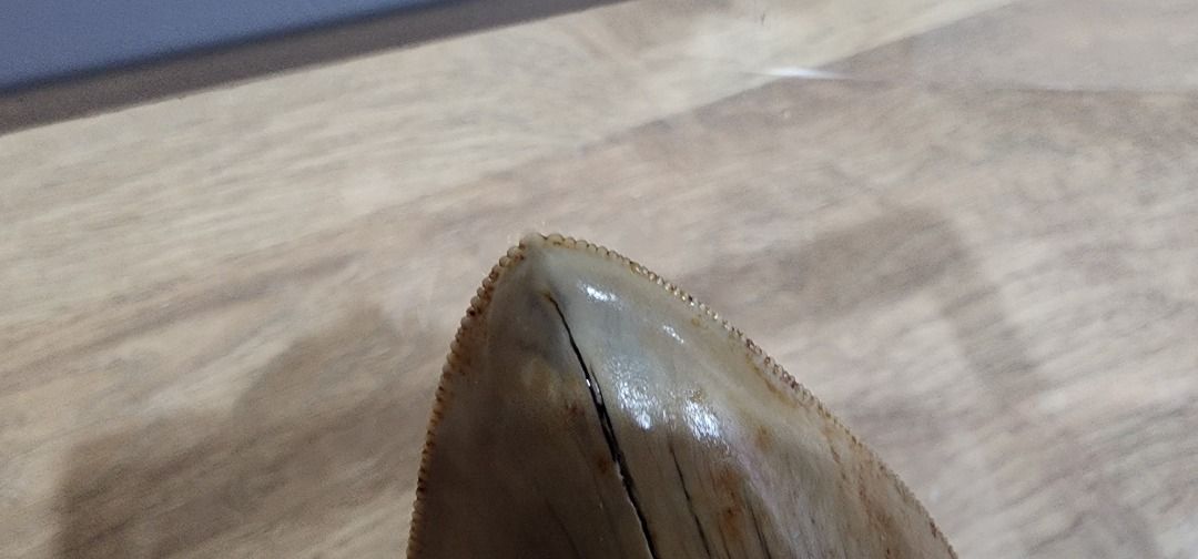 Advice needed on Meg tooth - Is It Real? How to Recognize Fossil ...