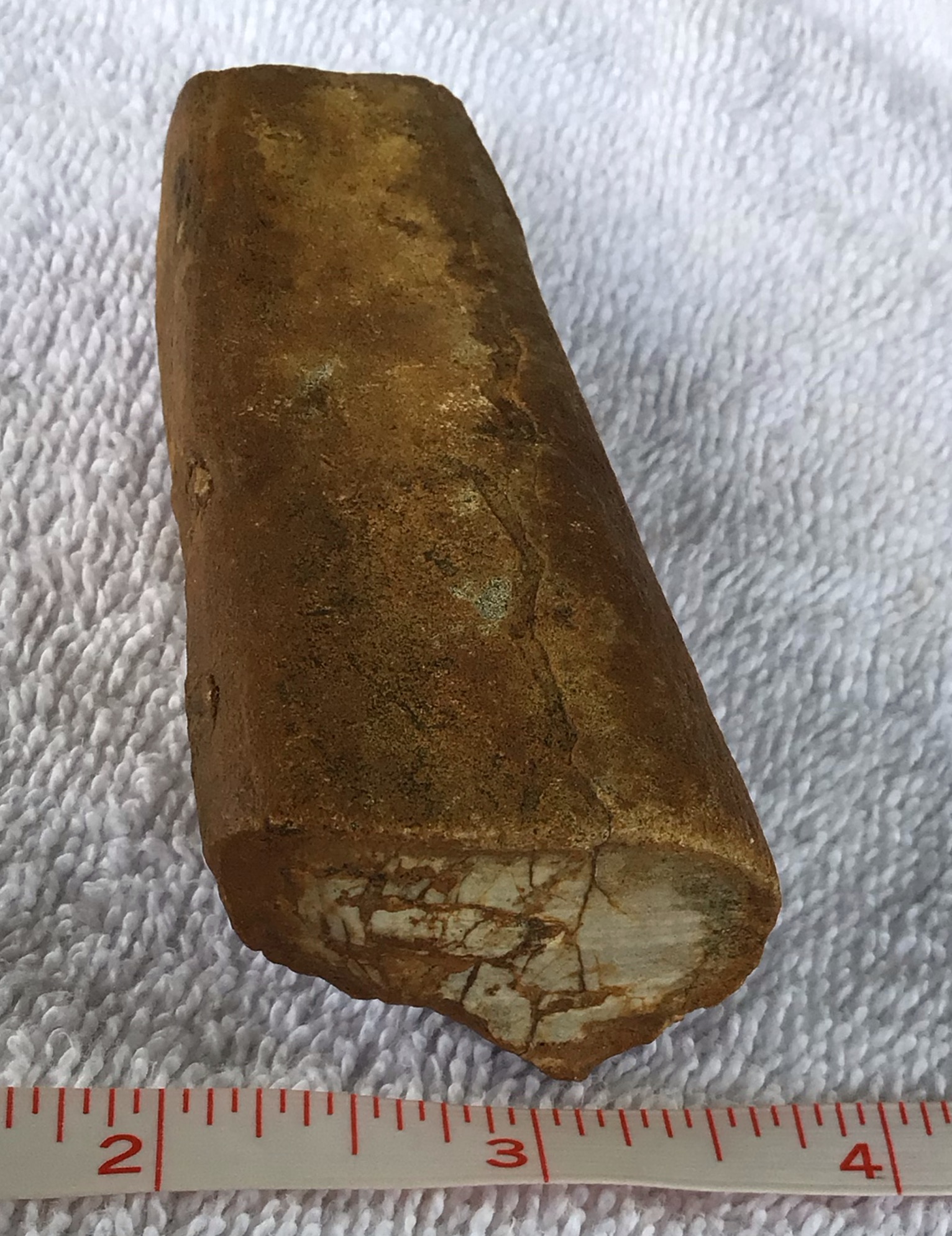 Fossilized bone ID? - Fossil ID - The Fossil Forum
