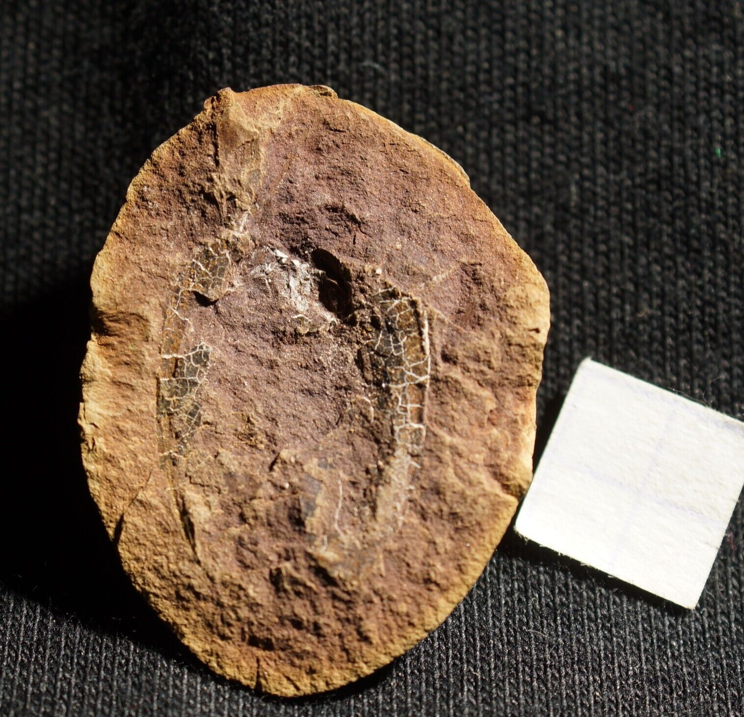 Carboniferous Roachoid? Westphalian A Zaleskie Beds Poland - Fossil ID ...