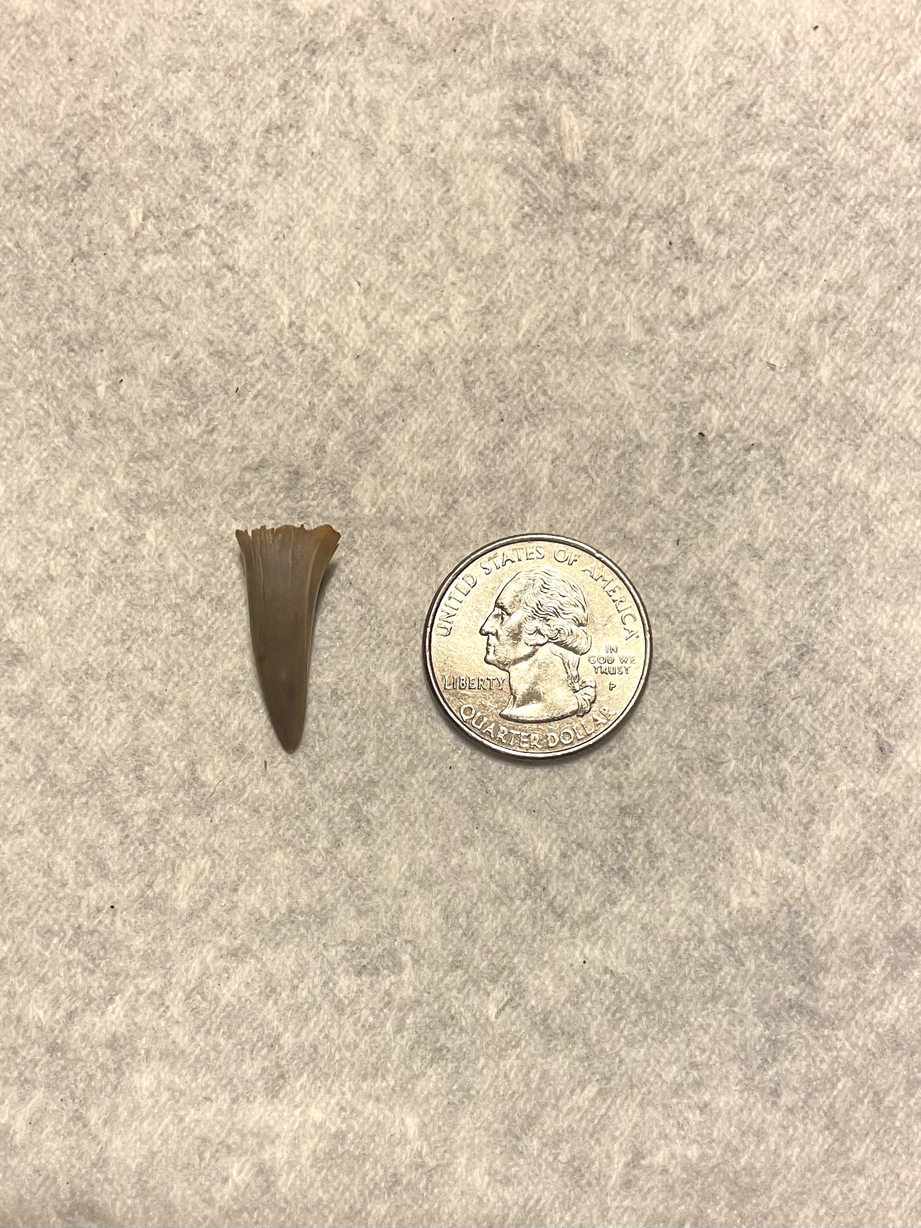 Hollow Shark Tooth ID - Fossil ID - The Fossil Forum