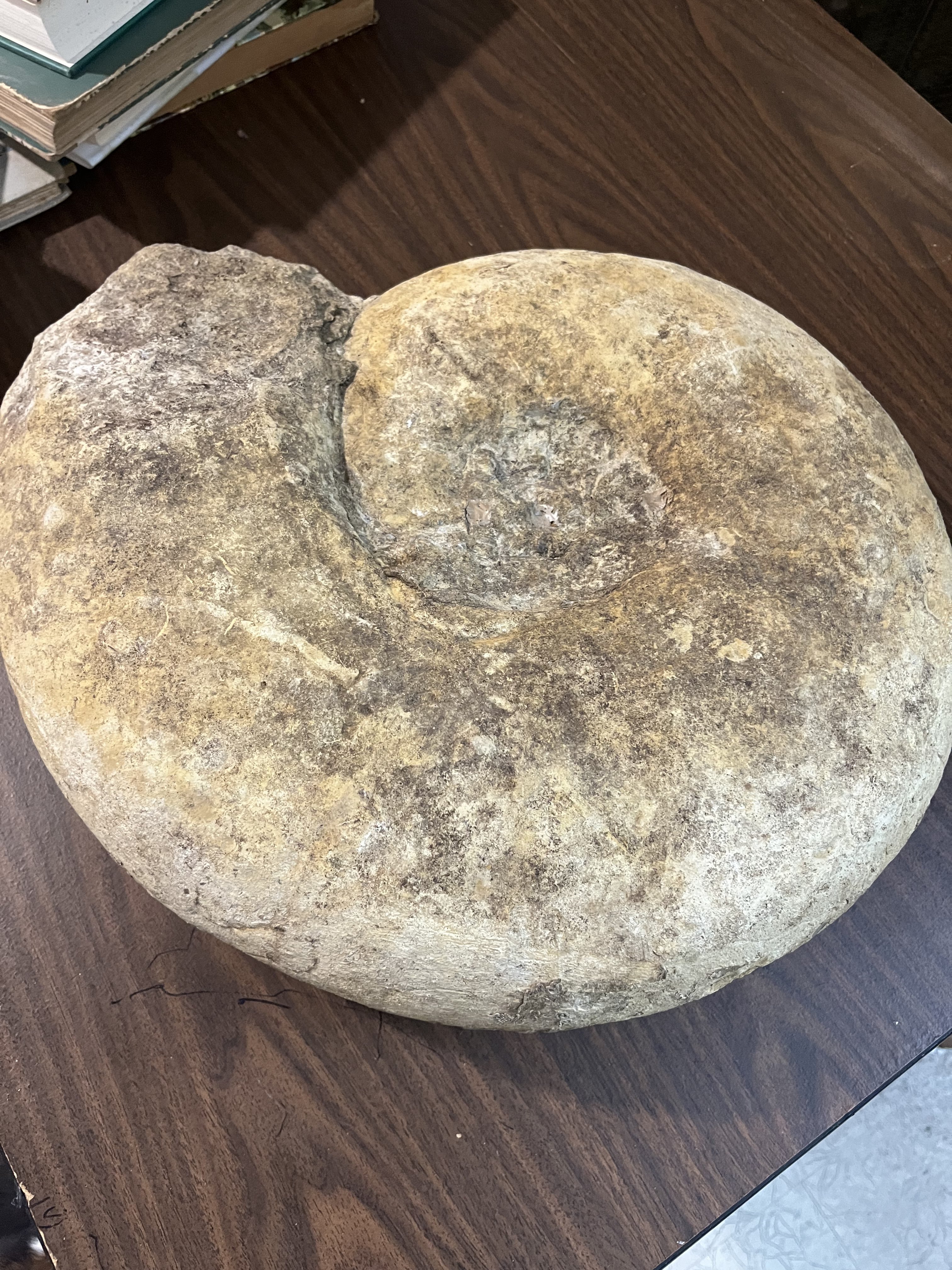 Real or concrete? - Fossil ID - The Fossil Forum