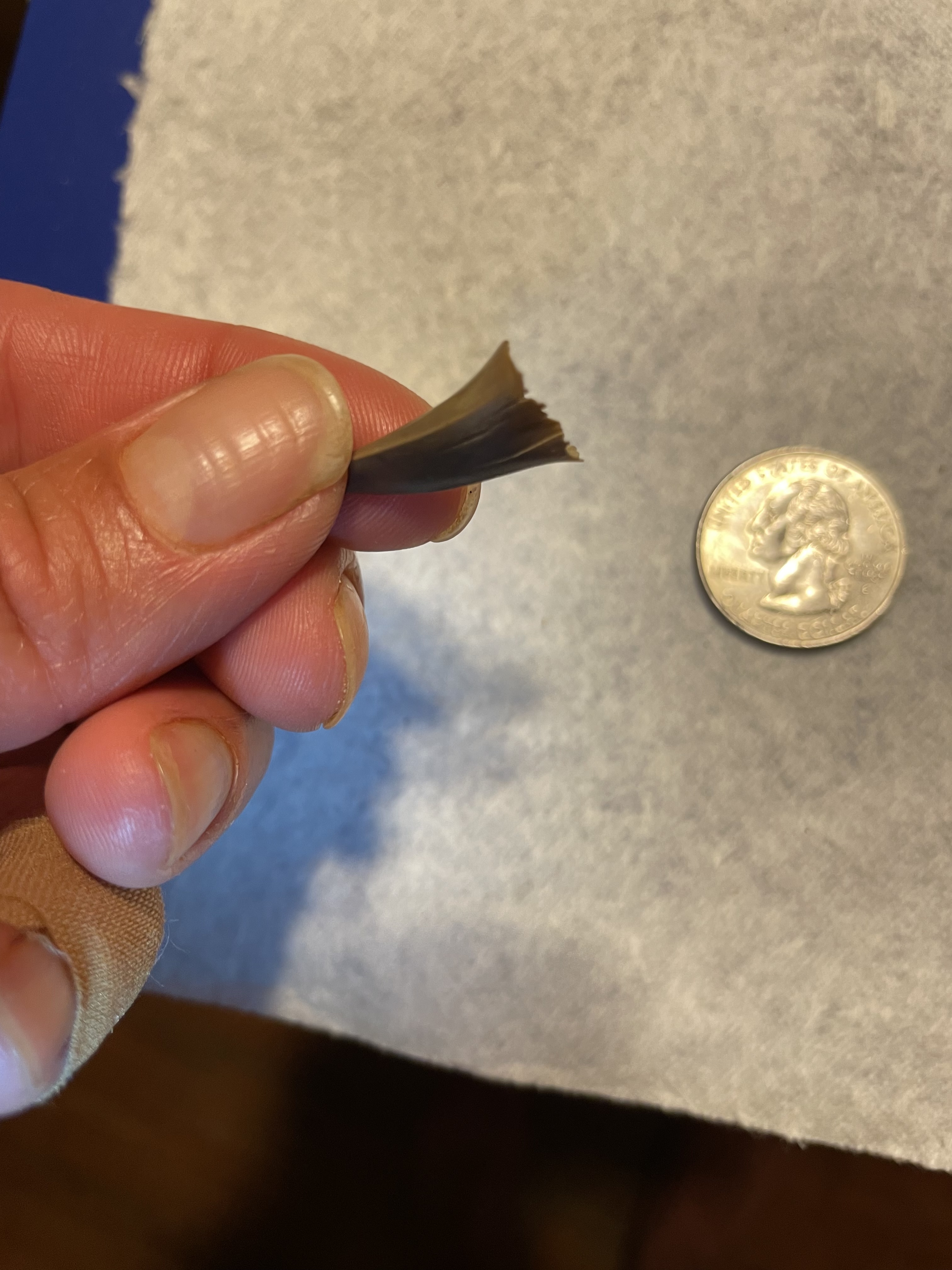Hollow Shark Tooth ID - Fossil ID - The Fossil Forum