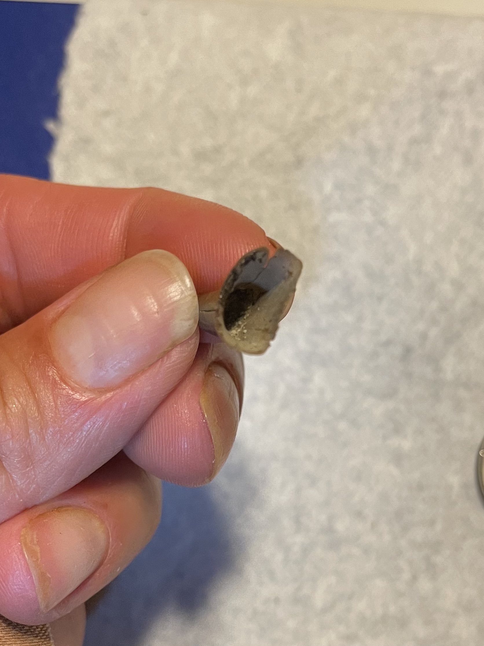 Hollow Shark Tooth ID - Fossil ID - The Fossil Forum