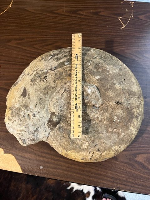 Real or concrete? - Fossil ID - The Fossil Forum