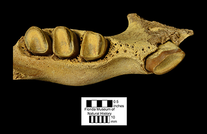 Sloth tooth? - Fossil ID - The Fossil Forum