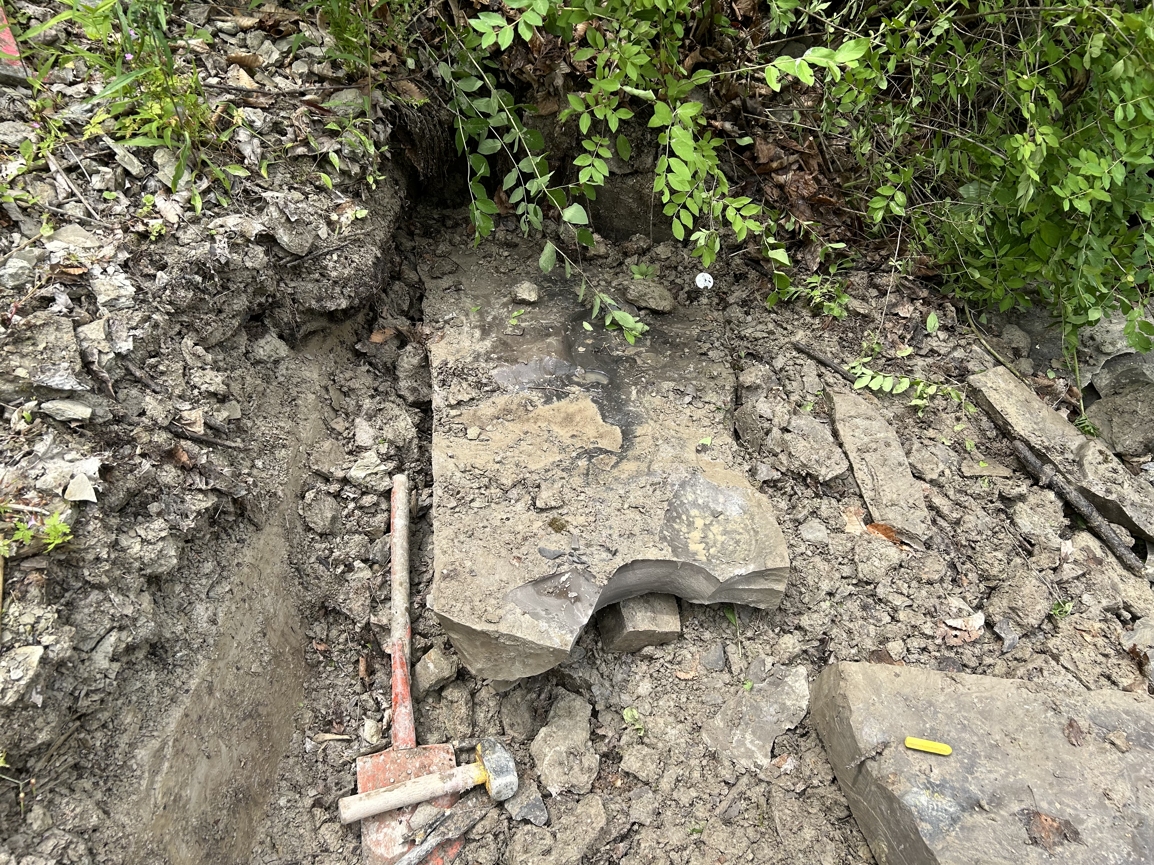 2023 summer collecting at Langs quarry! - Fossil Hunting Trips - The ...