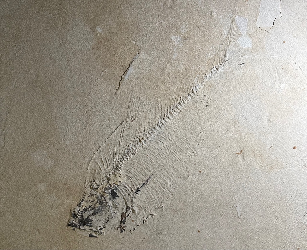 Green River Bonanza - Fossil Hunting Trips - The Fossil Forum