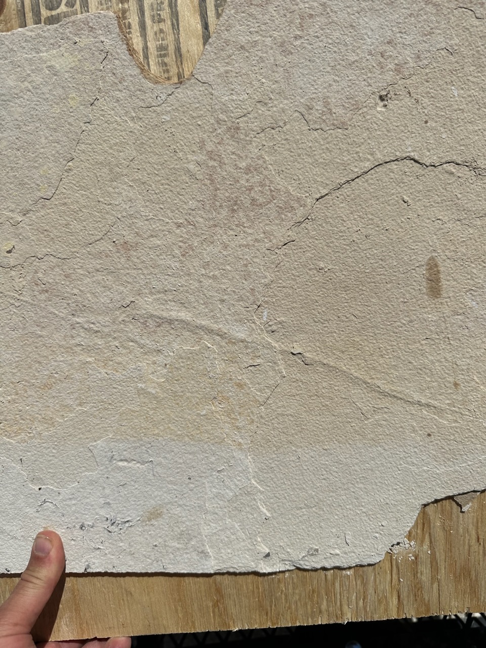 Green River Bonanza - Fossil Hunting Trips - The Fossil Forum