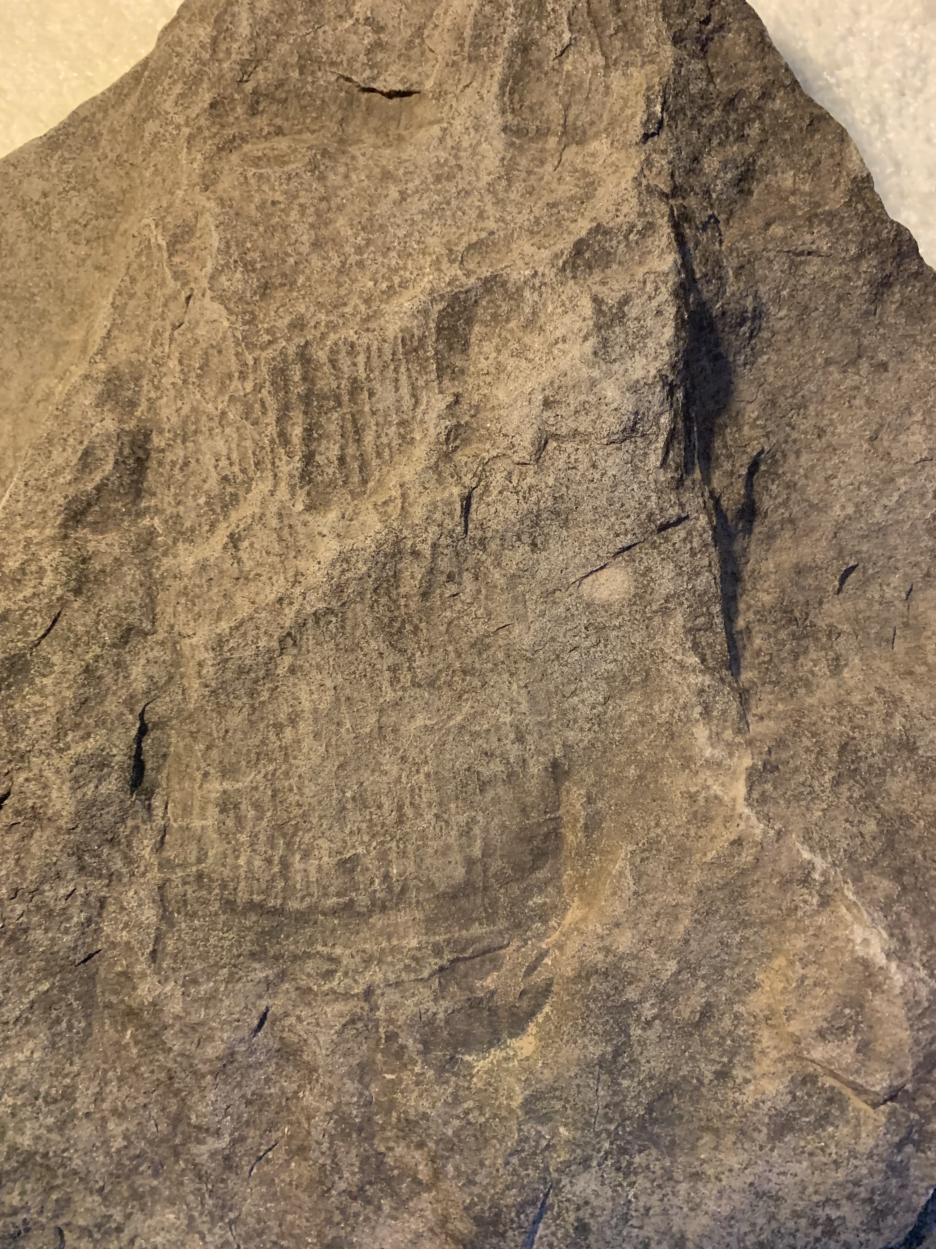 Calamite or leaves fossil? - Fossil ID - The Fossil Forum