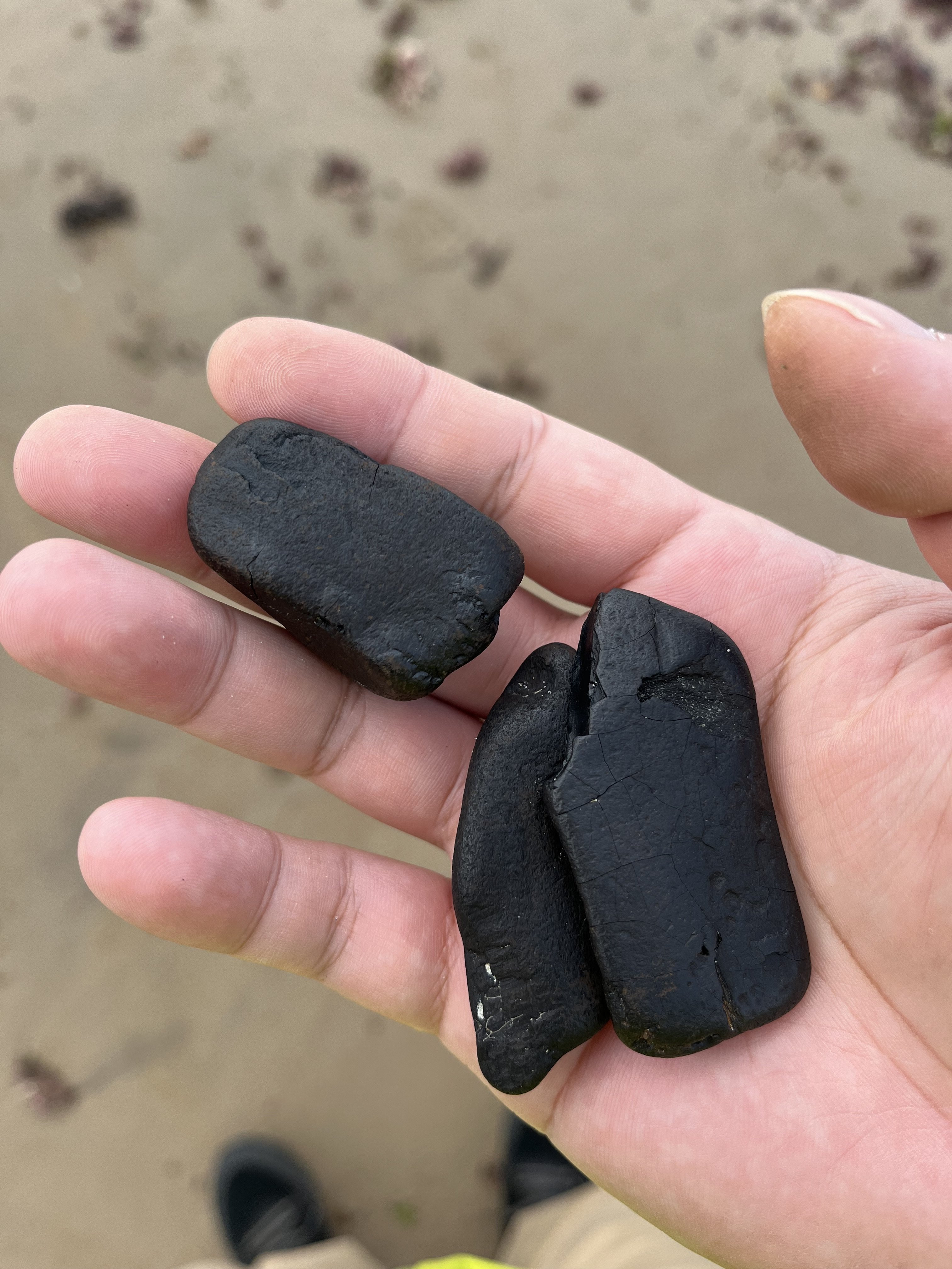 Tree fossils from Compton Bay - Fossil ID - The Fossil Forum
