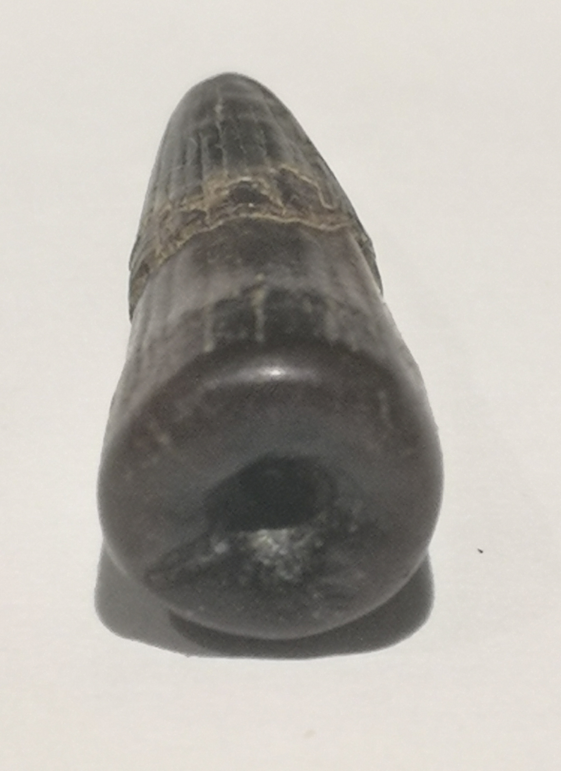 Tooth Identification From Chilton Chine, Isle of Wight. Croc or Not ...