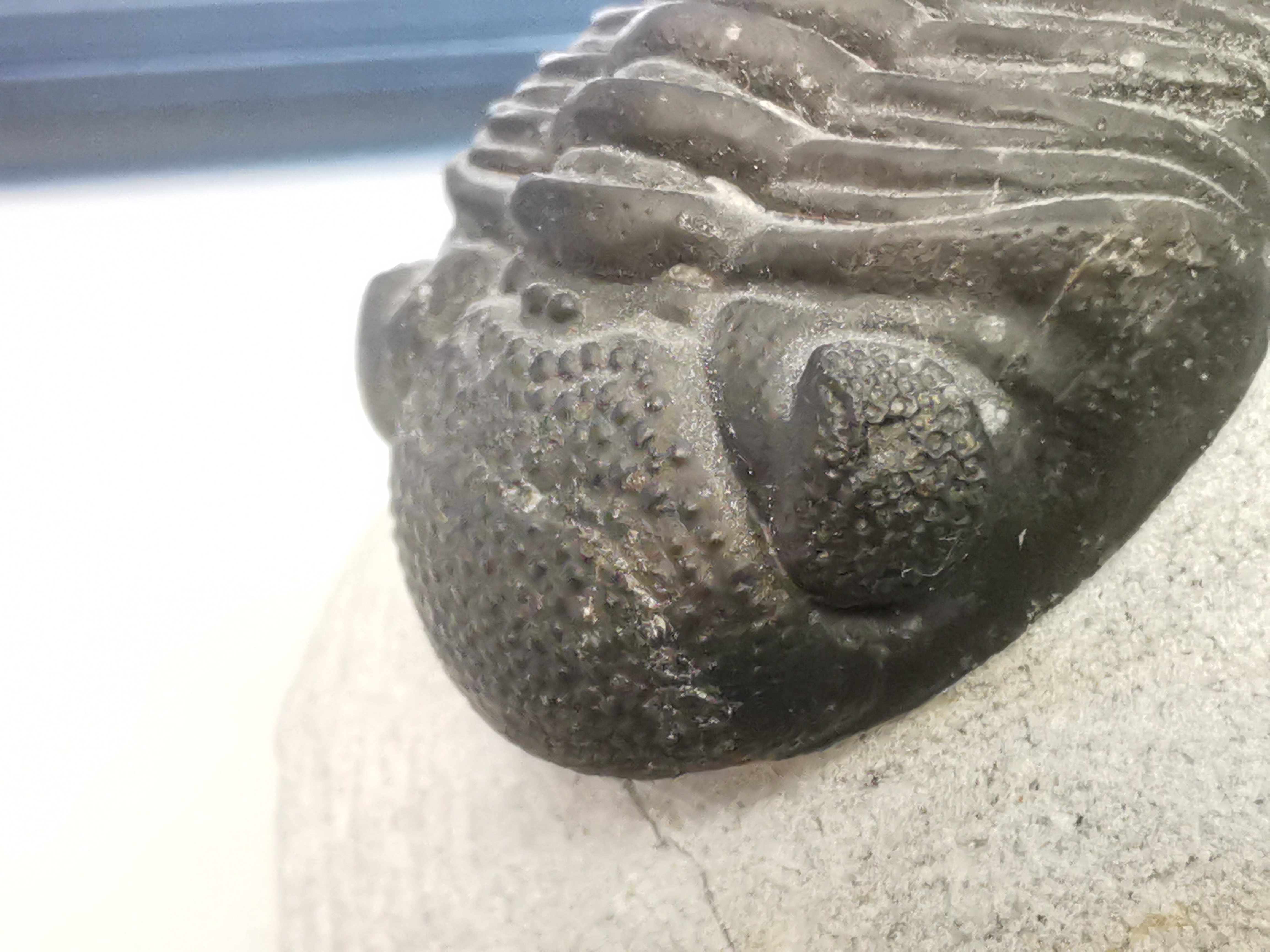 trilobite identification - Fossil ID - The Fossil Forum
