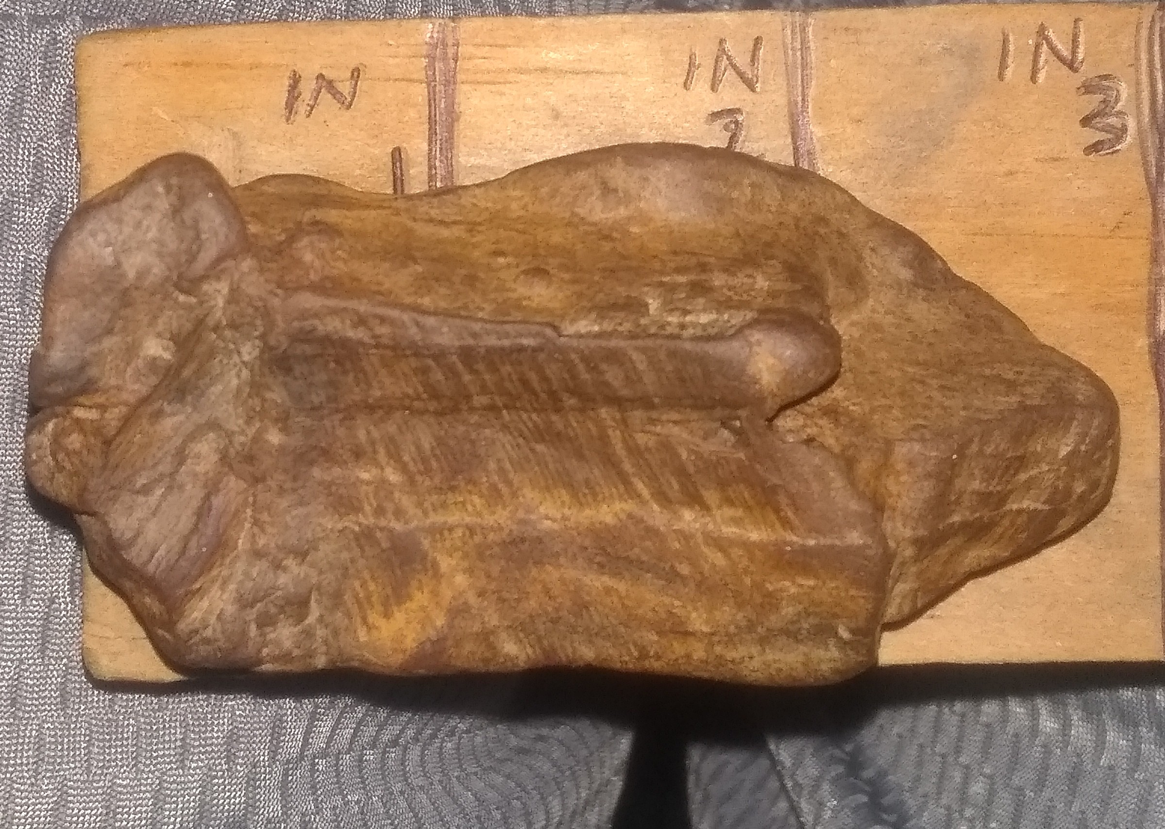 Calamite or leaves fossil? - Fossil ID - The Fossil Forum