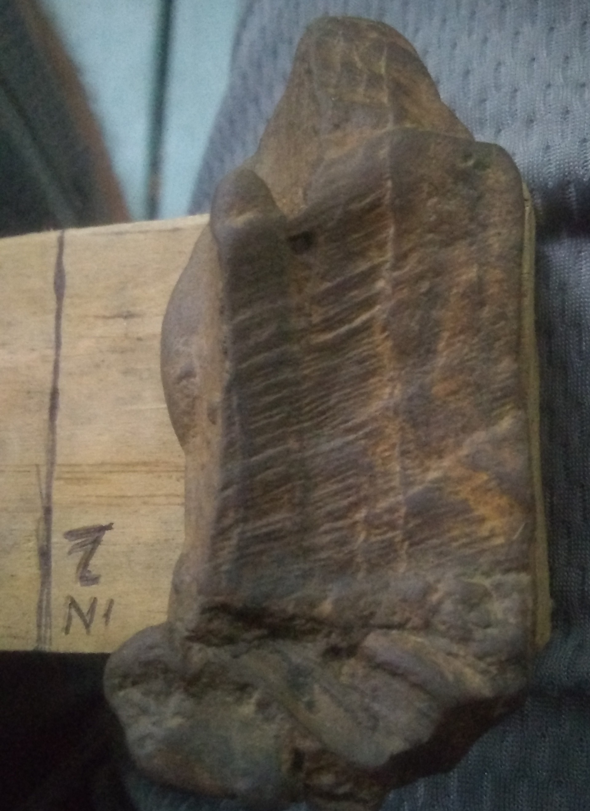 Calamite or leaves fossil? - Fossil ID - The Fossil Forum