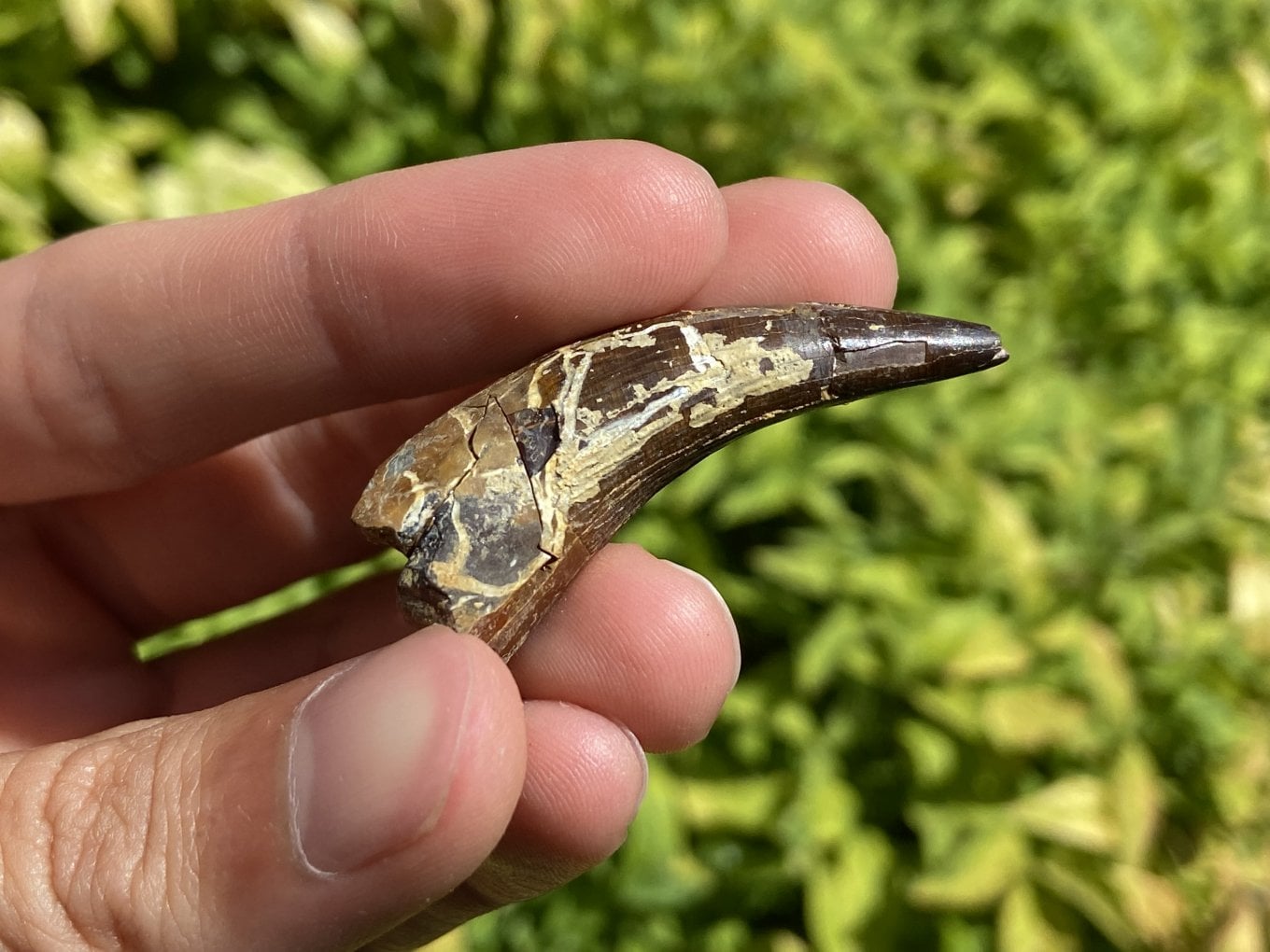 July 2023 Vertebrate Fossil Of The Month Poll - Fossil of the Month ...