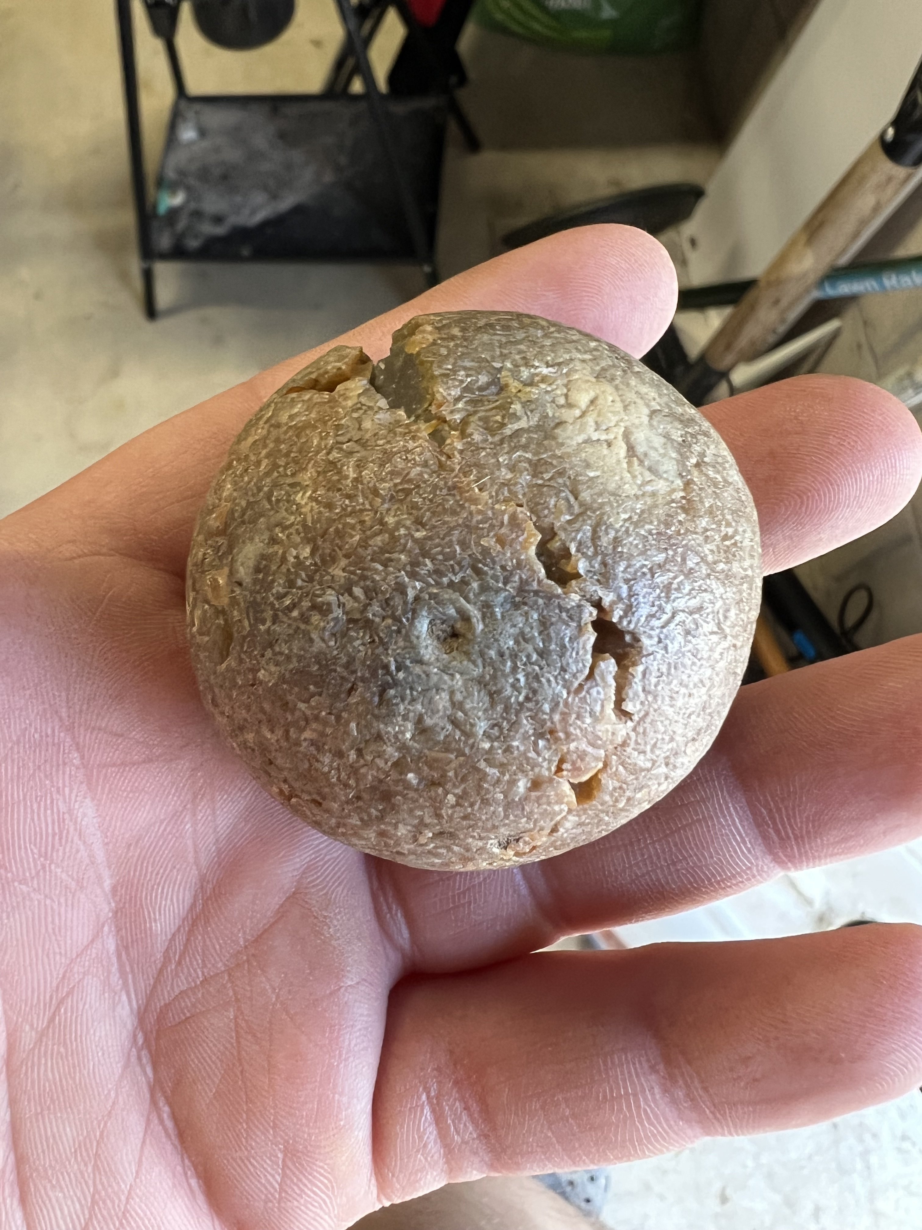 Is this a fossilised orange - Fossil ID - The Fossil Forum
