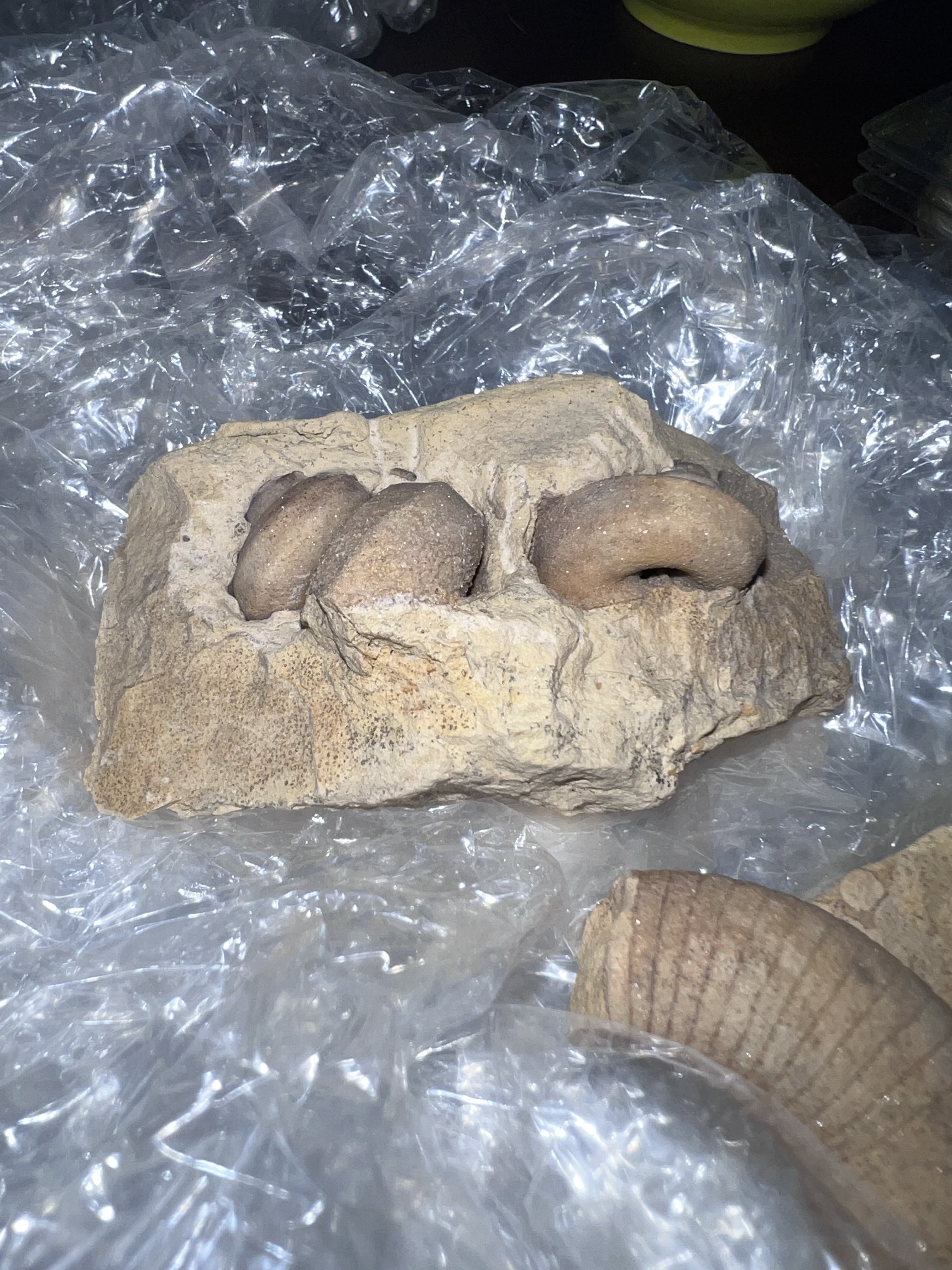 Authenticity Check: Ordovician Wisconsin In-Situ Fossil Cephalopods ...