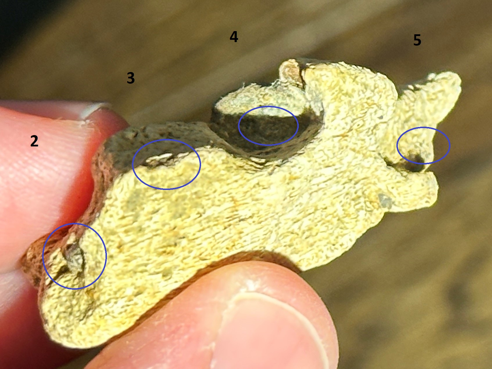 Tooth in jaw? - Fossil ID - The Fossil Forum