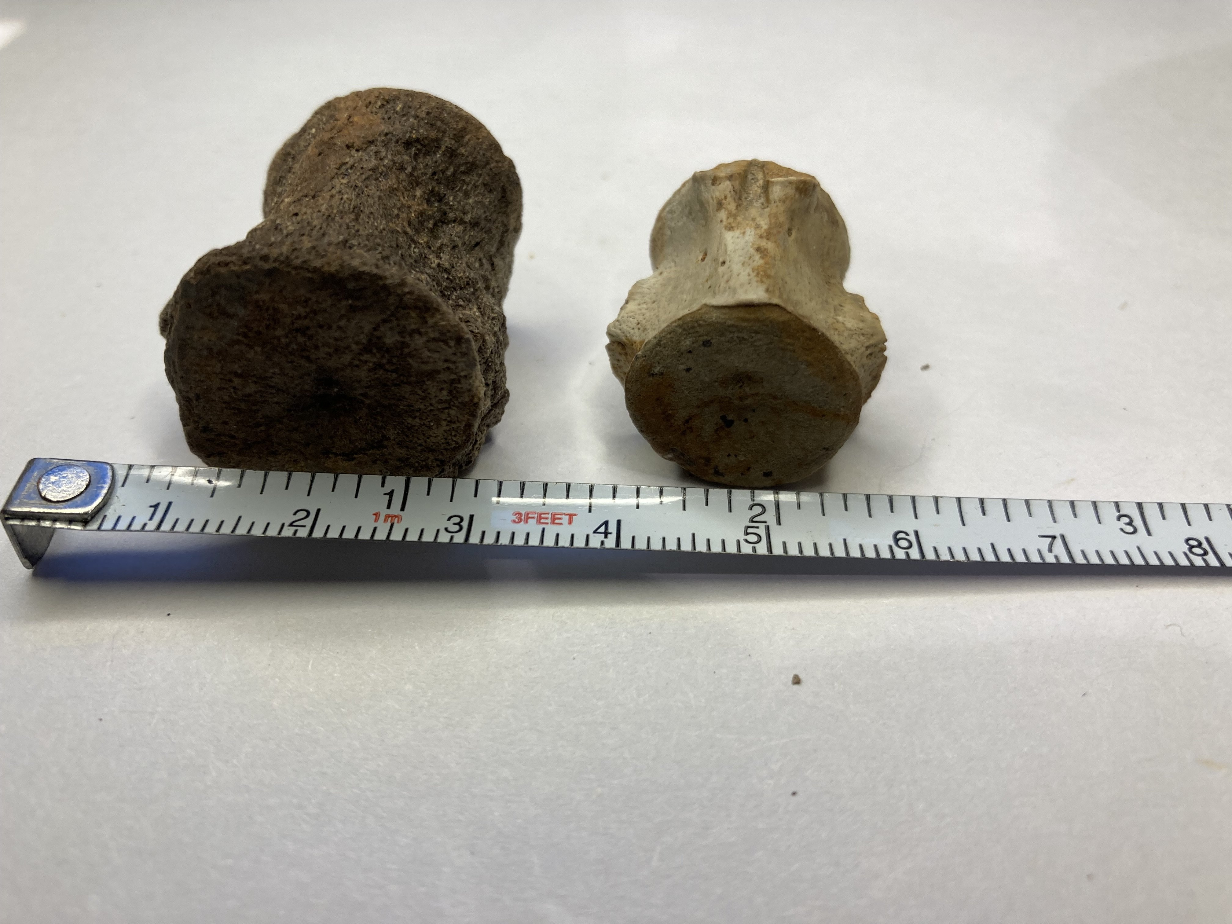 Vertebrae identification - Fossil ID - The Fossil Forum