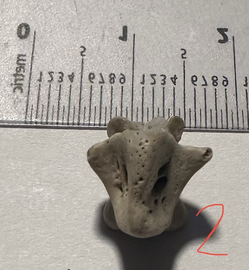 Vertebrae from Hell Creek Fm Montana - Fossil ID - The Fossil Forum