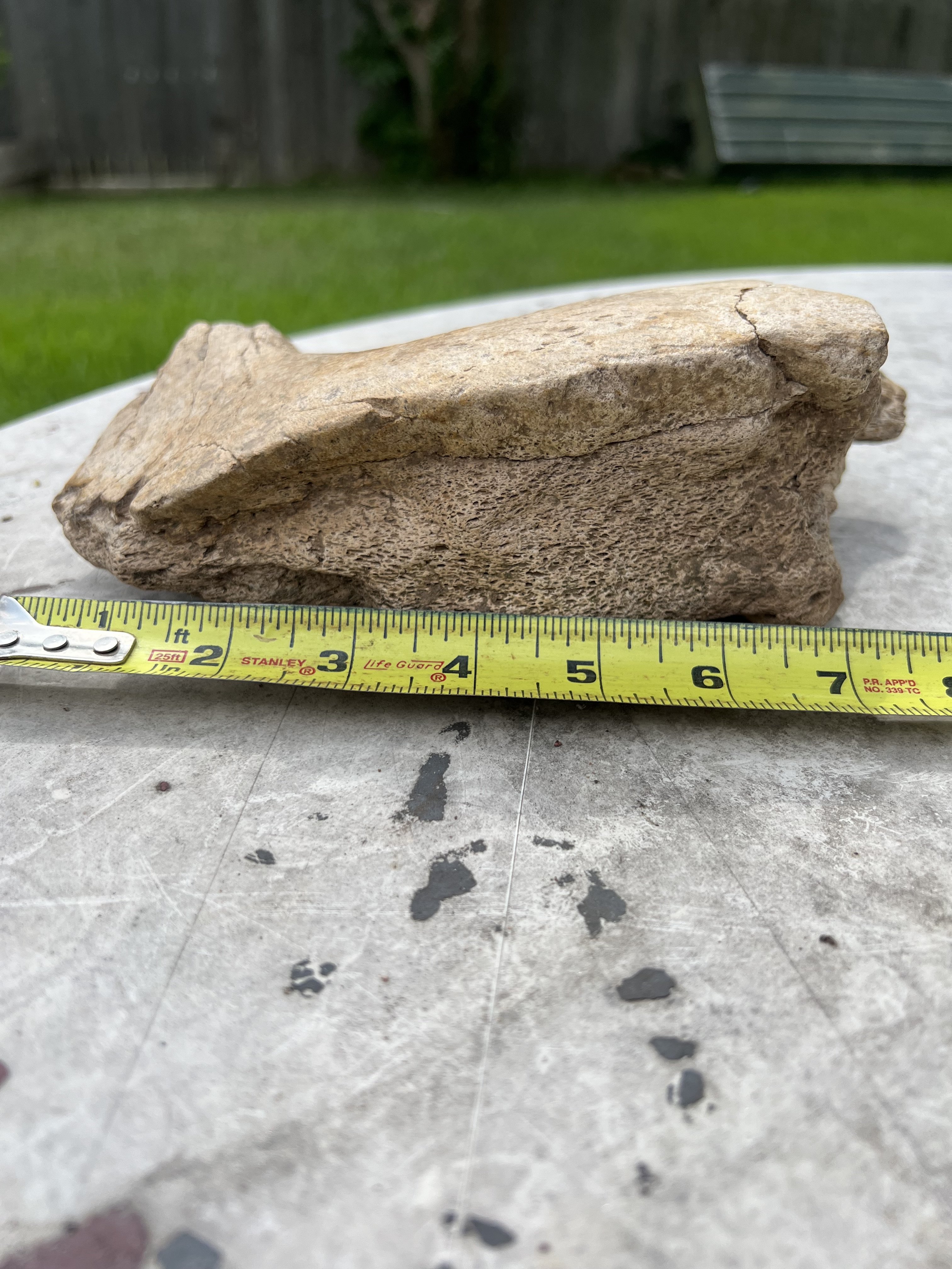 Large Bone Identification - Fossil ID - The Fossil Forum