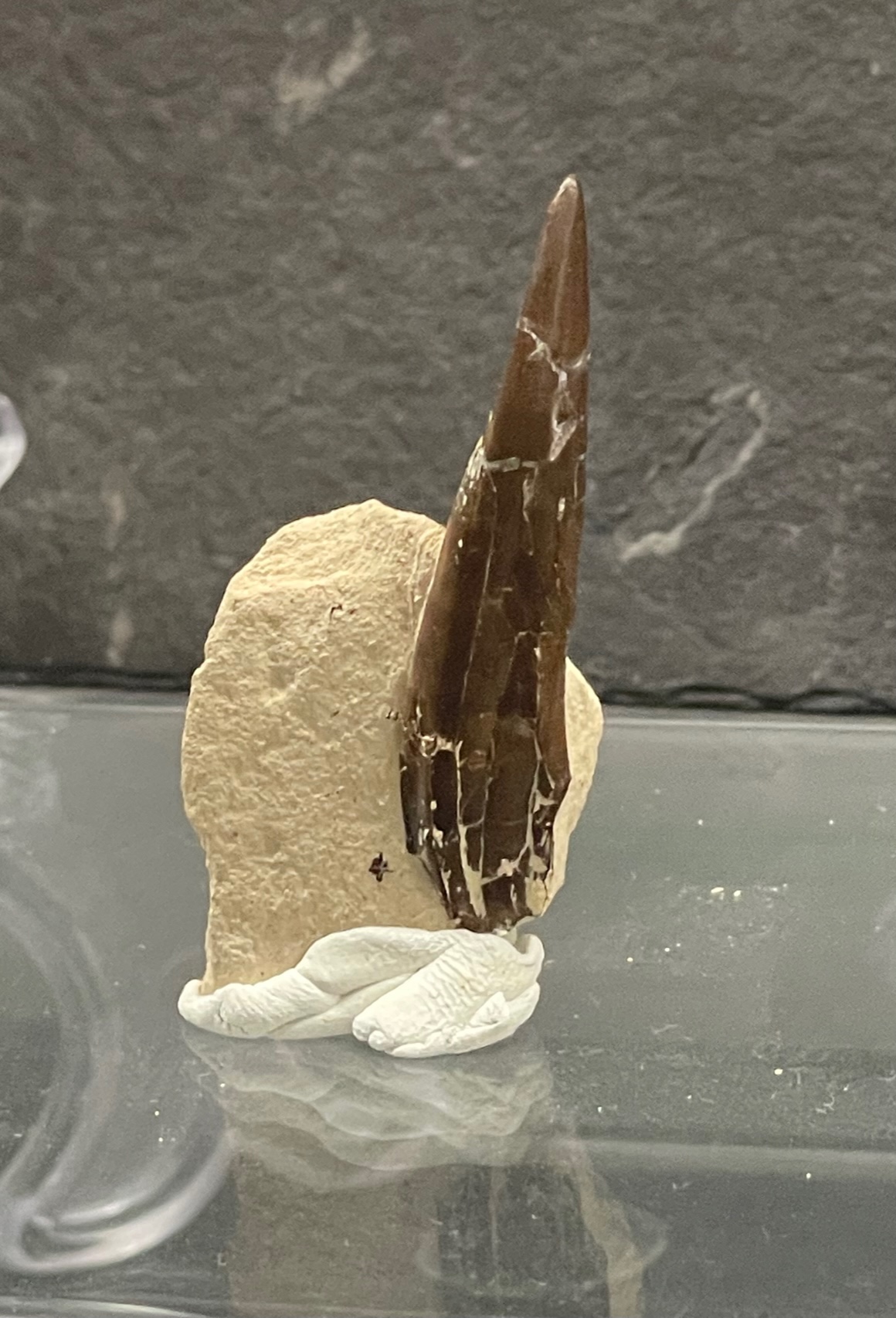 tooth from polycotilid plesiosaur or from Enchodus ? - Fossil ID - The ...