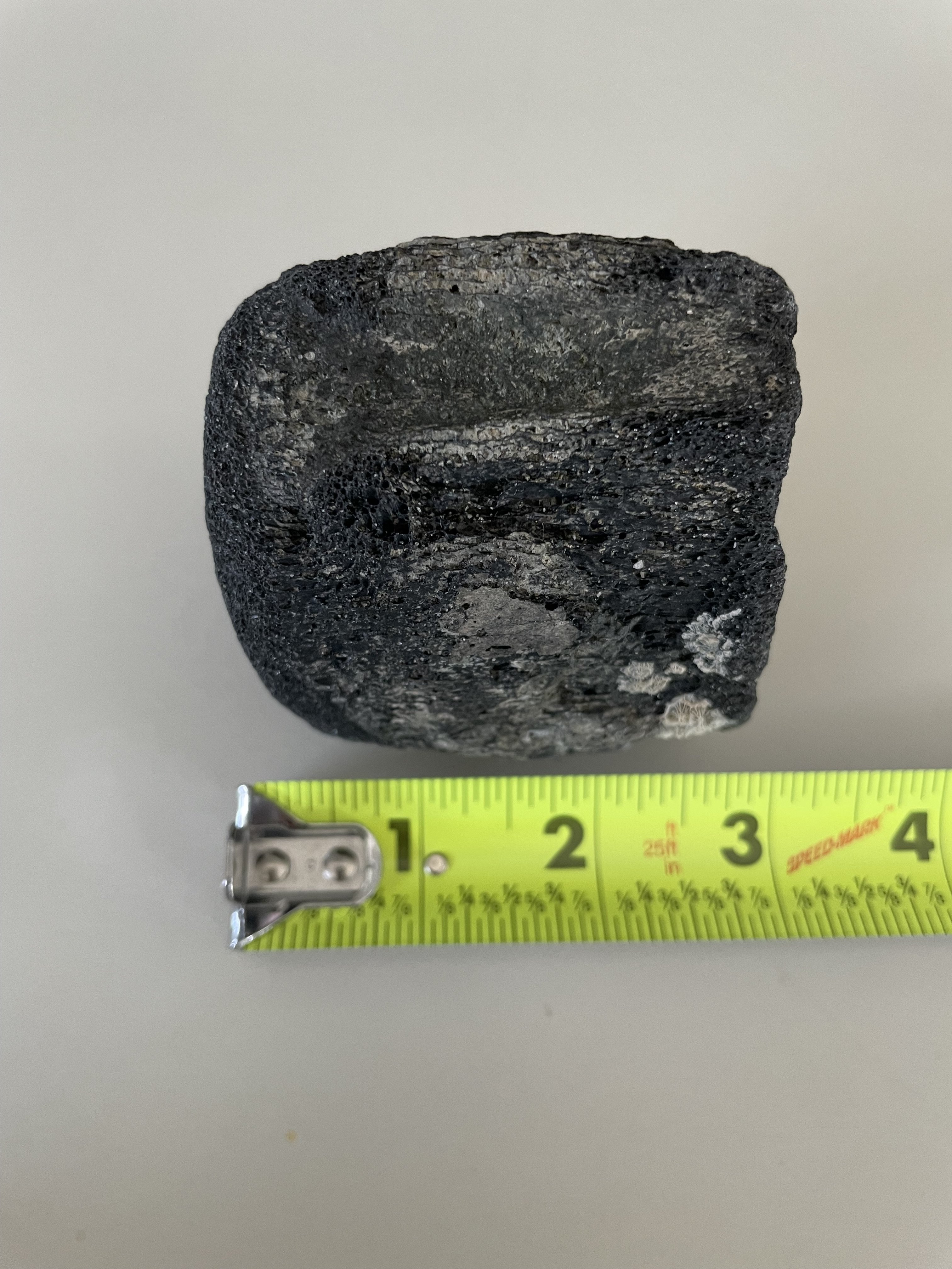 Opisthocoelous Vetrebrae ID - Fossil ID - The Fossil Forum