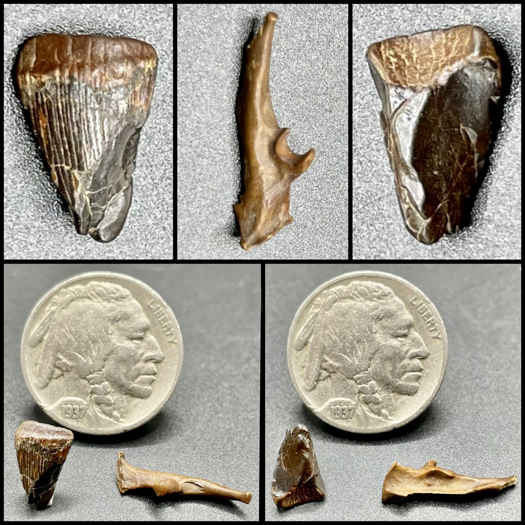 Monmouth County NJ Trip - Cretaceous/Eocene/Miocene - Fossil Hunting ...