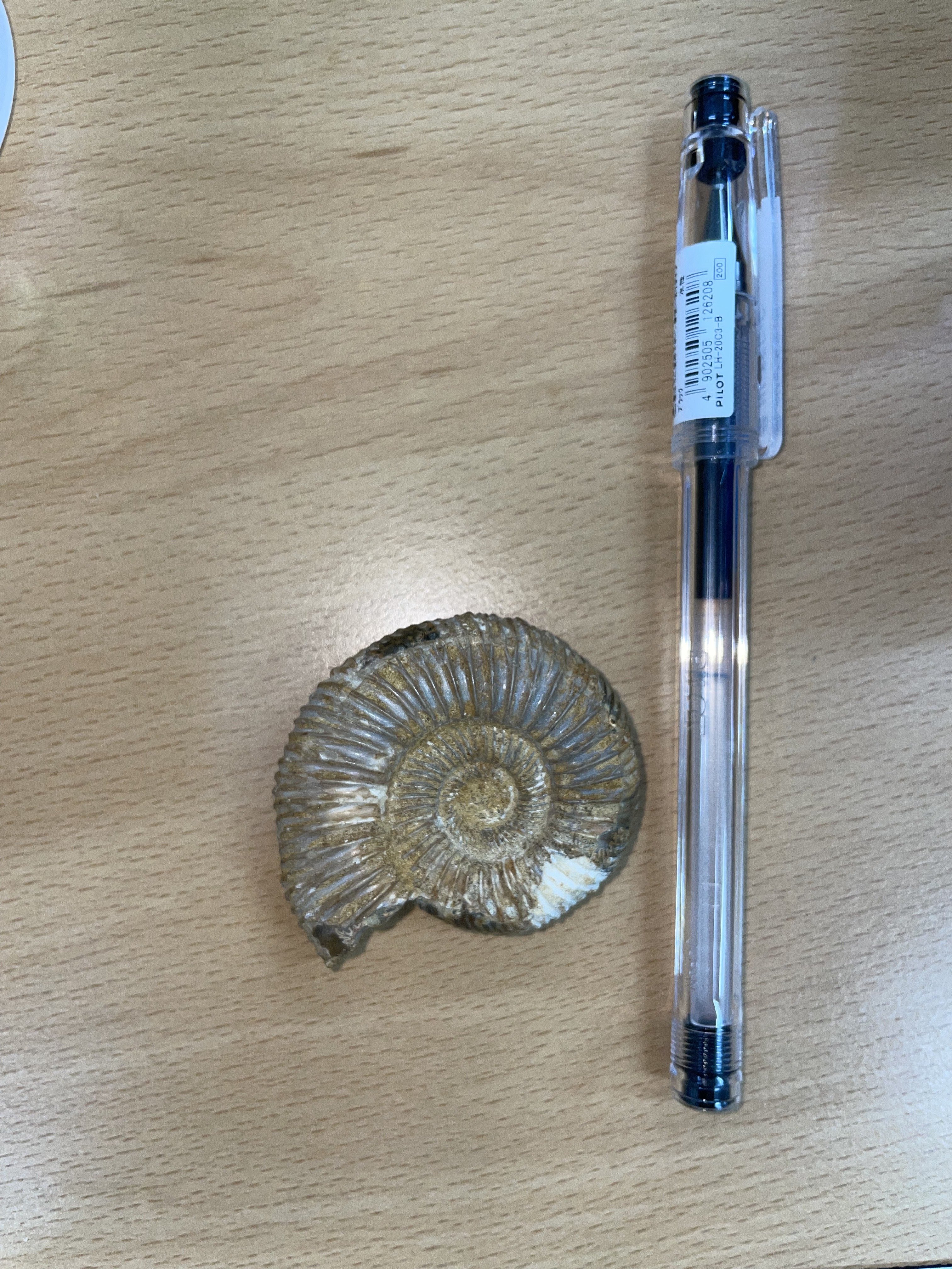 An ammonite fossil from Australia - Fossil ID - The Fossil Forum