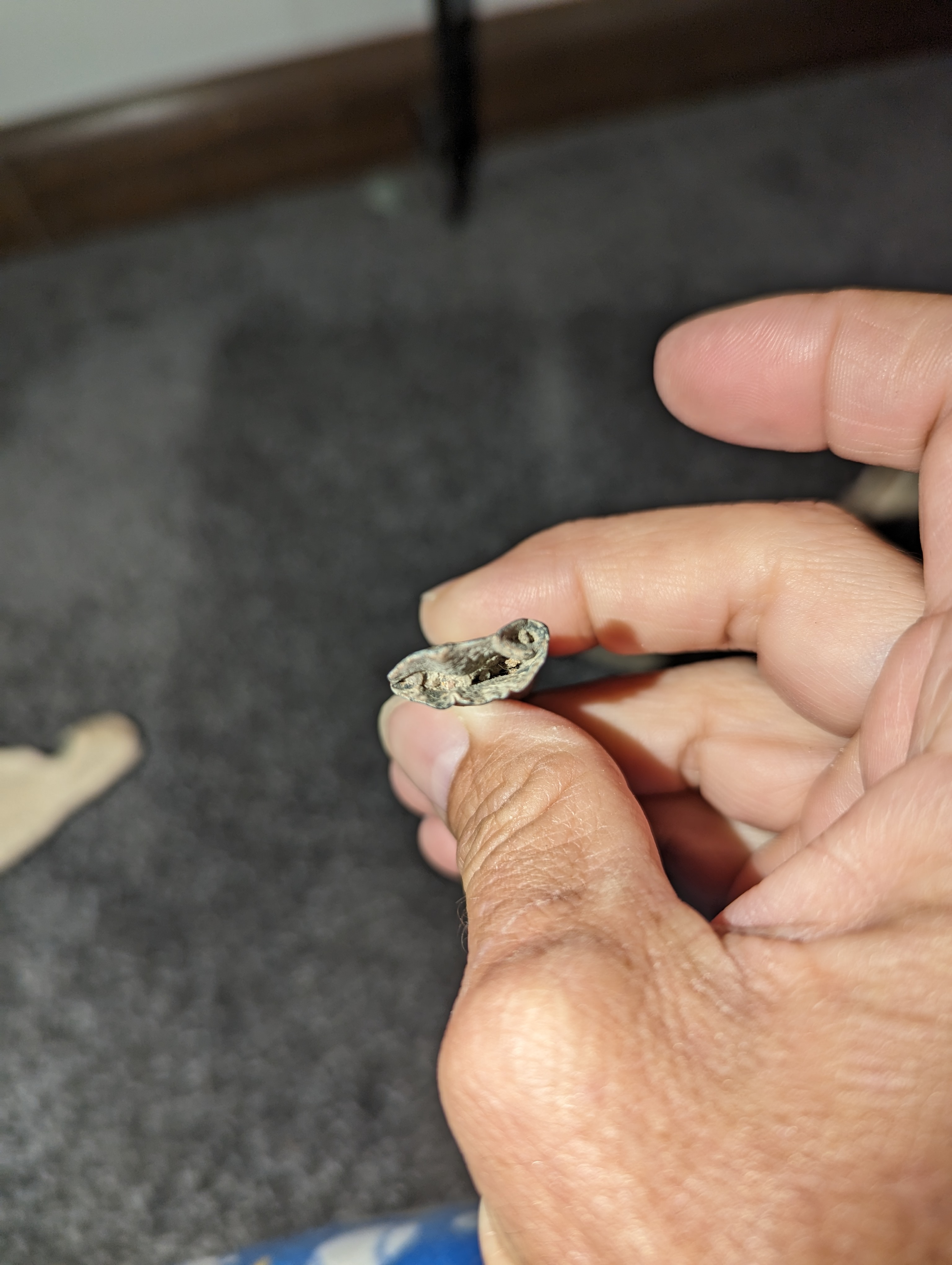 Identification of teeth - Fossil ID - The Fossil Forum
