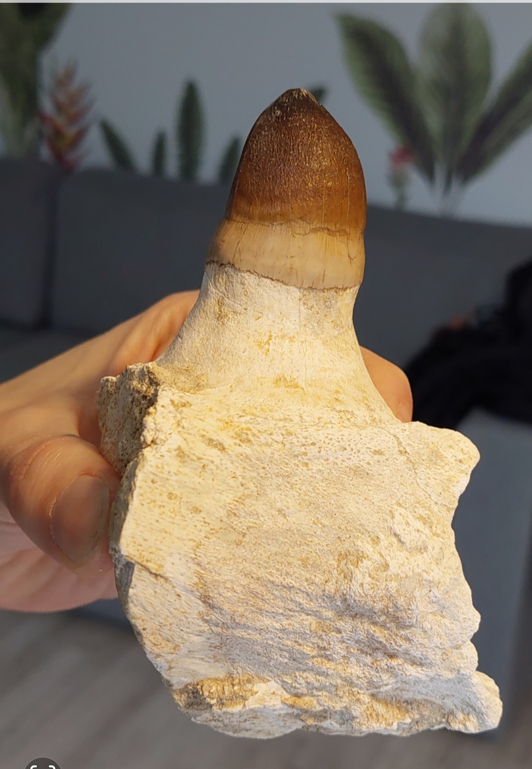 Globidens/Igdamanosaurus differentiation - Questions & Answers - The ...